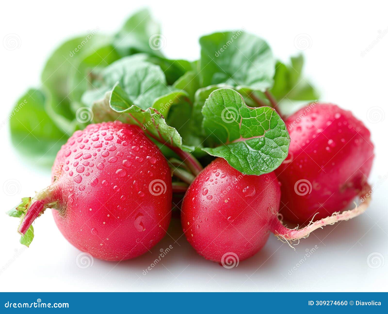 Fresh Radish with Tops on White Background Stock Illustration ...