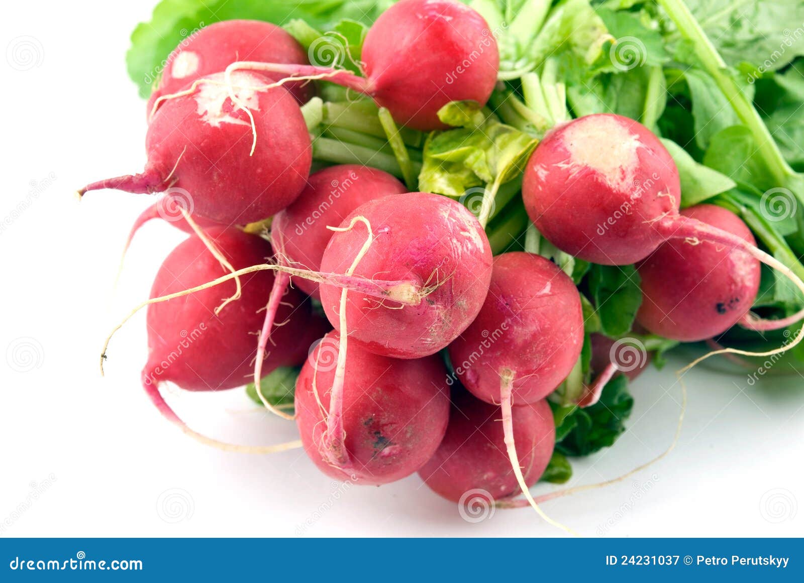 Fresh radishes stock image. Image of healthy, high, radish - 24231037