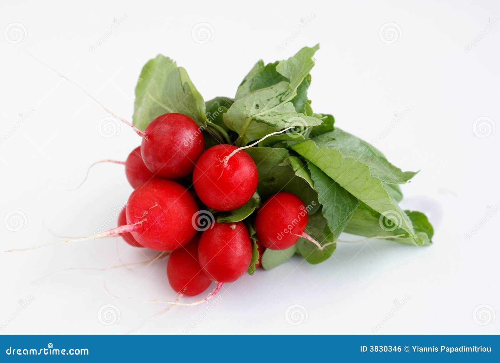 Fresh radishes stock photo. Image of donald, food, family - 3830346