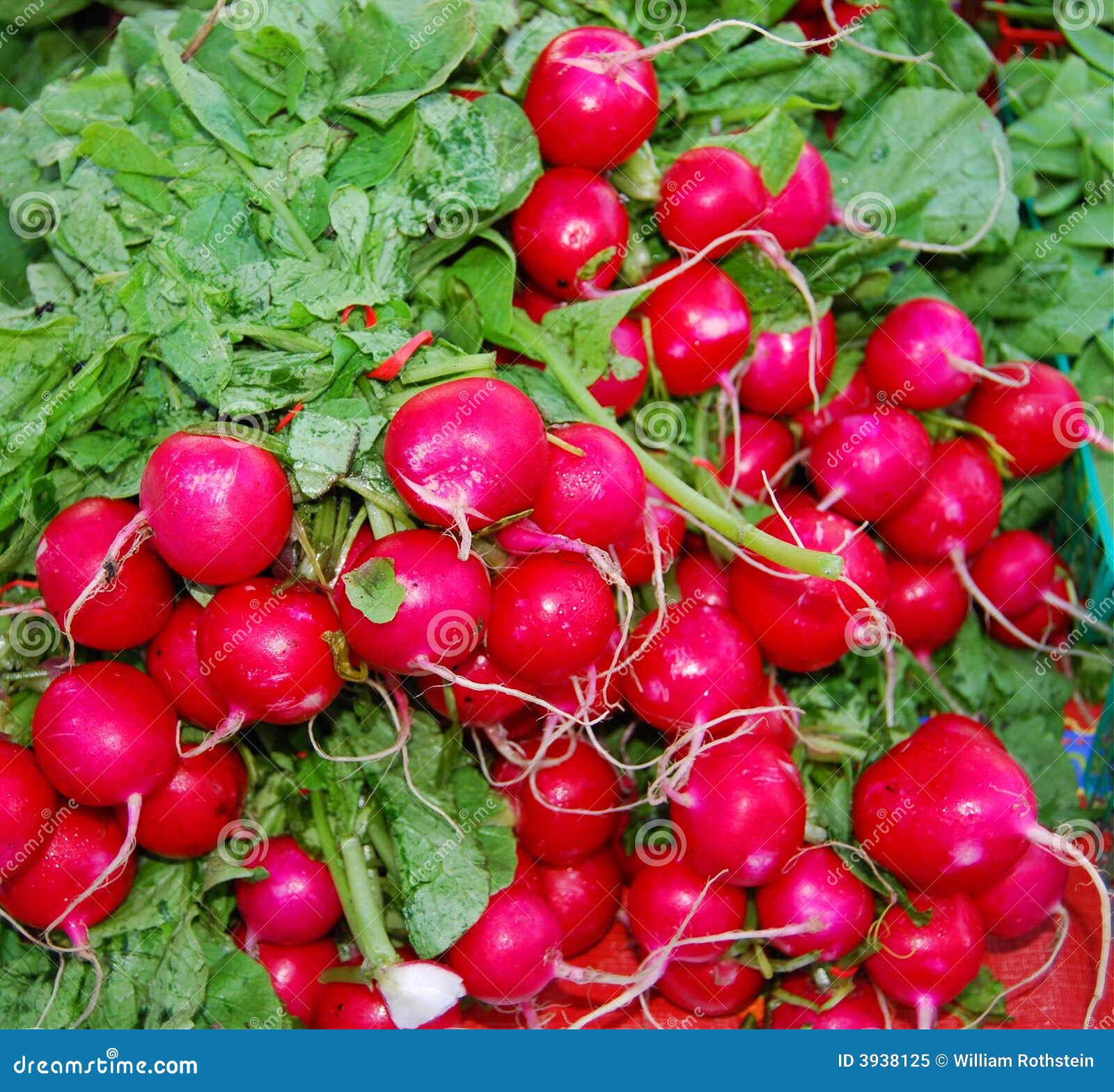 Fresh Radishes stock image. Image of lettuce, salad, health - 3938125