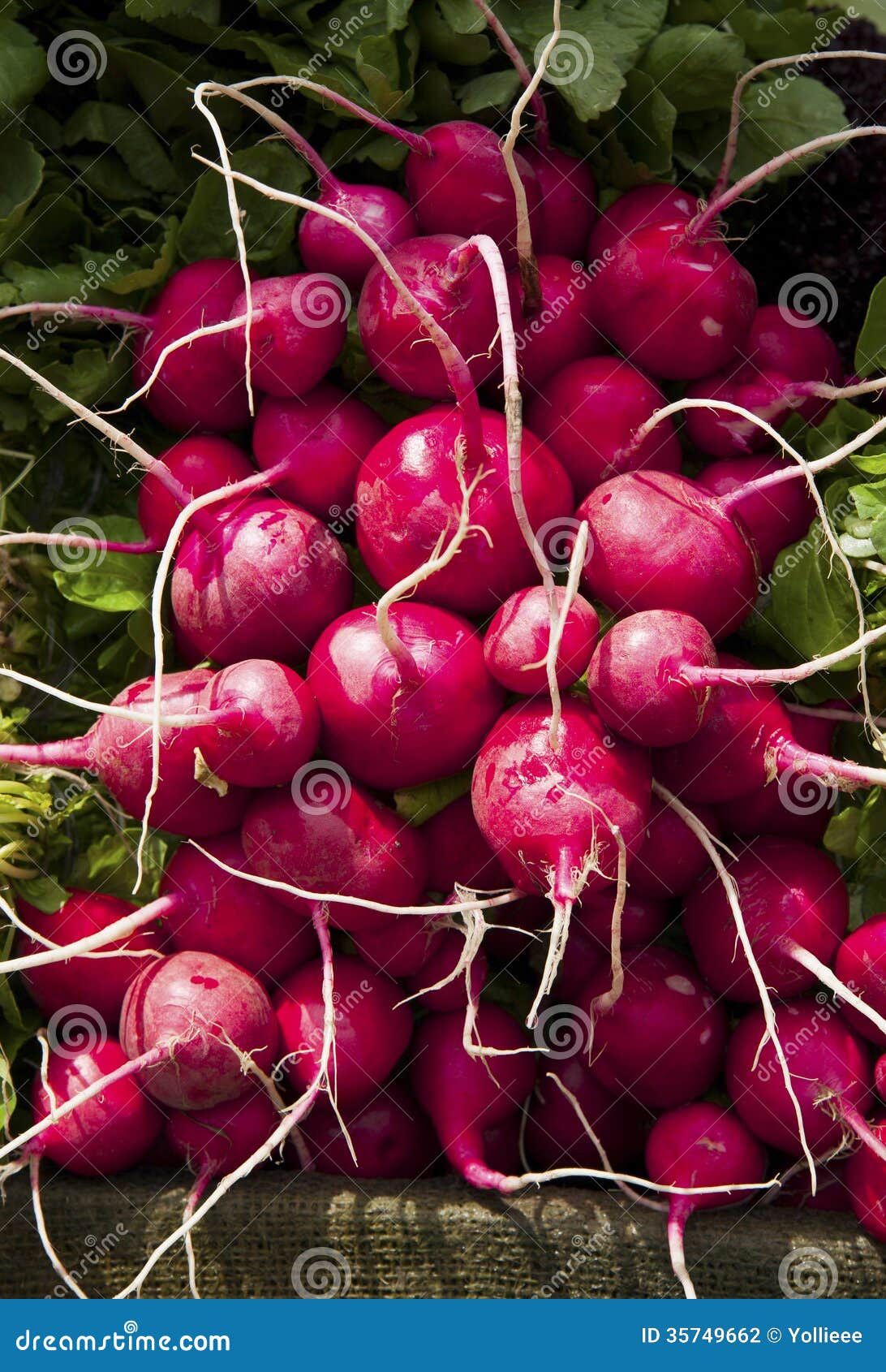 Fresh radishes stock photo. Image of vegetable, organic - 35749662