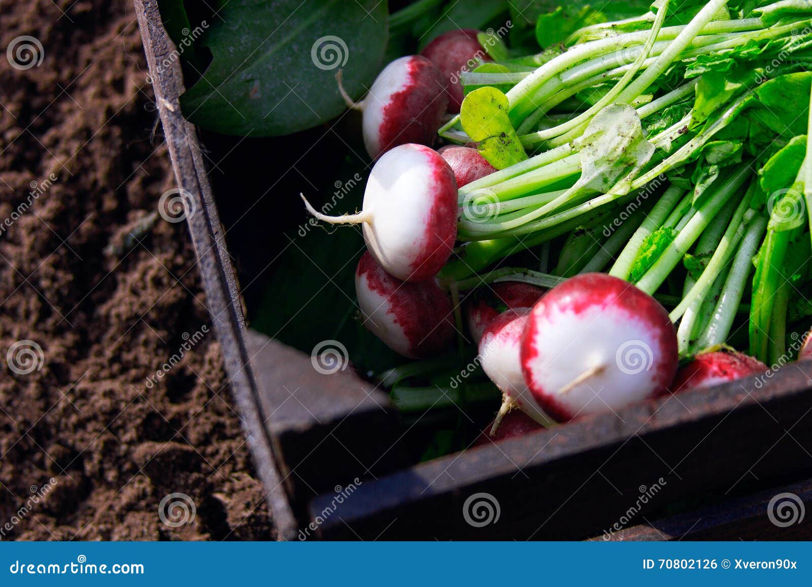 Fresh Radishes in Wooden Box Stock Photo - Image of environment ...