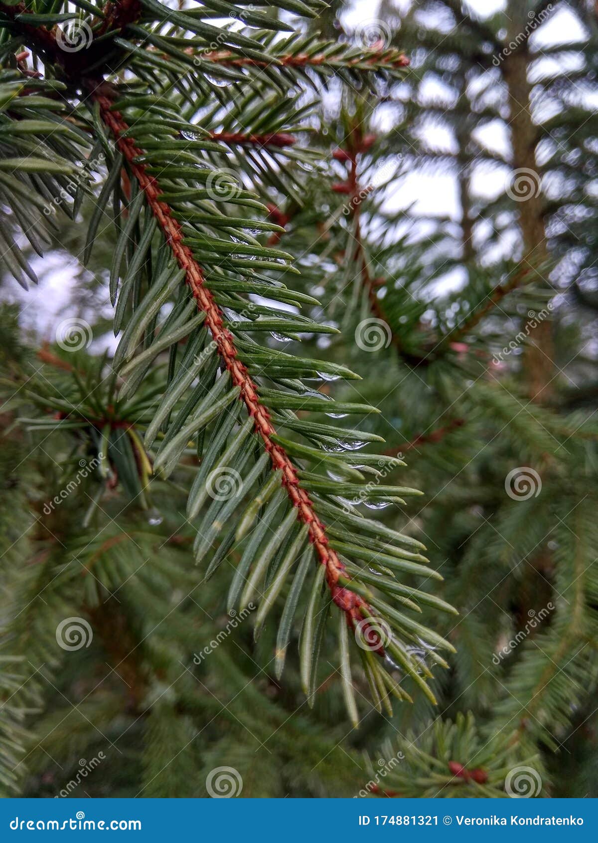 Drops on the fur tree stock image. Image of drops, details - 174881321