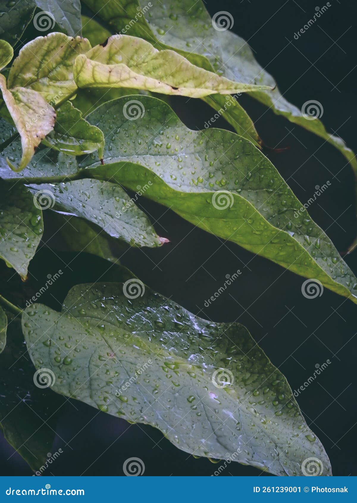 Fresh rain on green leaves stock image. Image of branch - 261239001