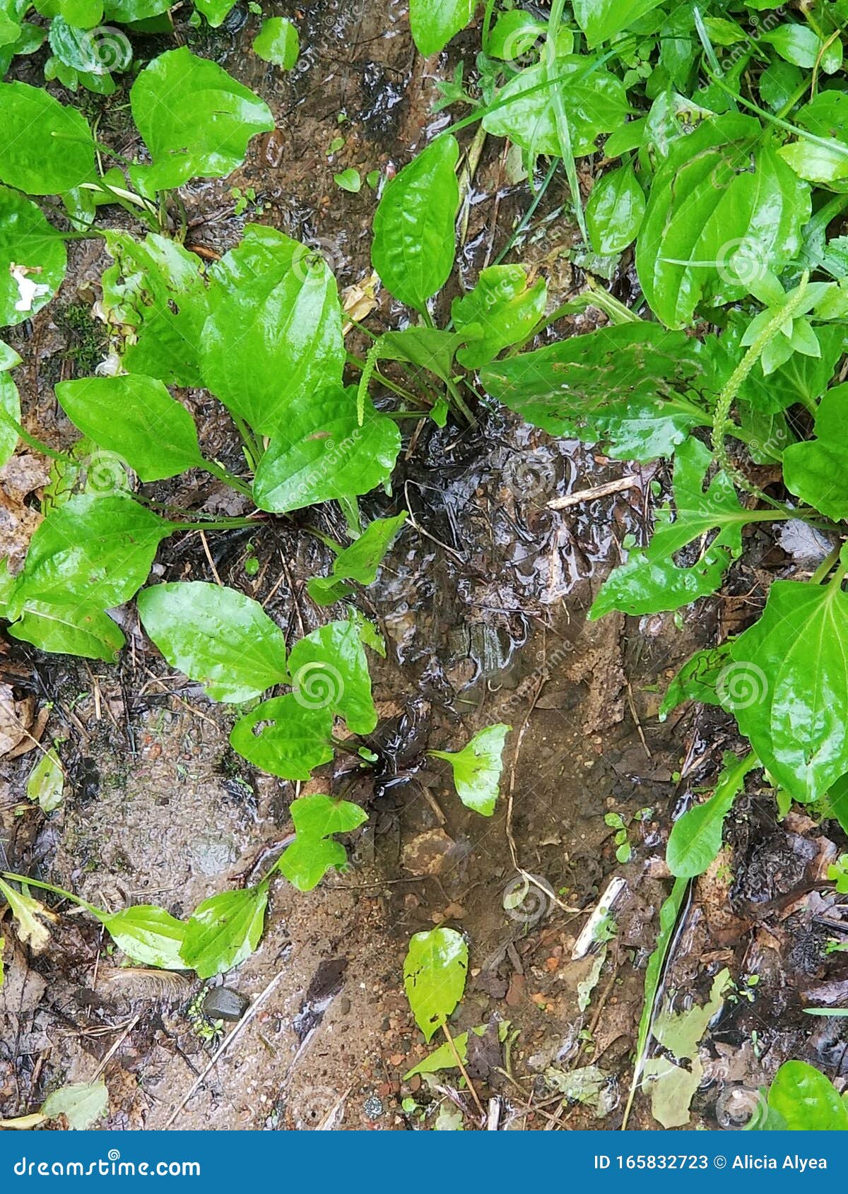 Fresh Rain stock image. Image of fresh, outdoors, moist - 165832723