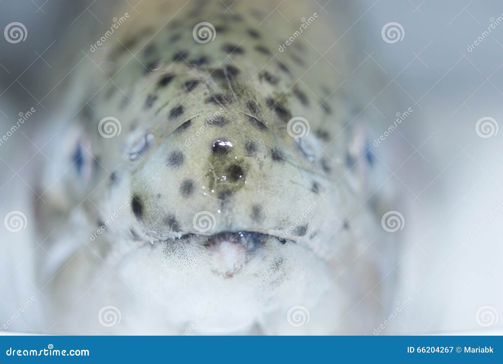 Fresh rainbow trout. stock image. Image of freshness - 66204267
