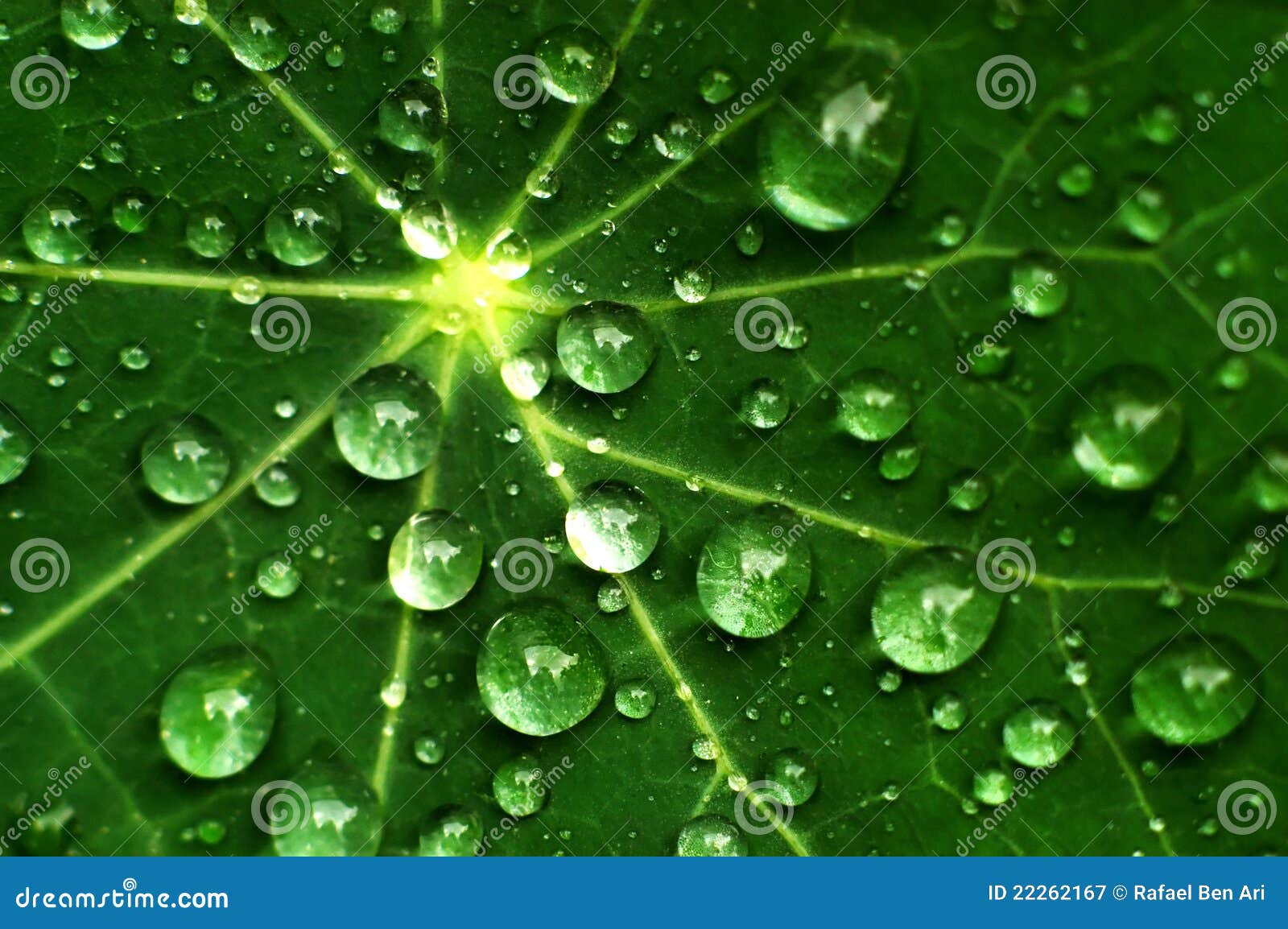 Fresh Raindrops on a Leaf stock image. Image of green - 22262167