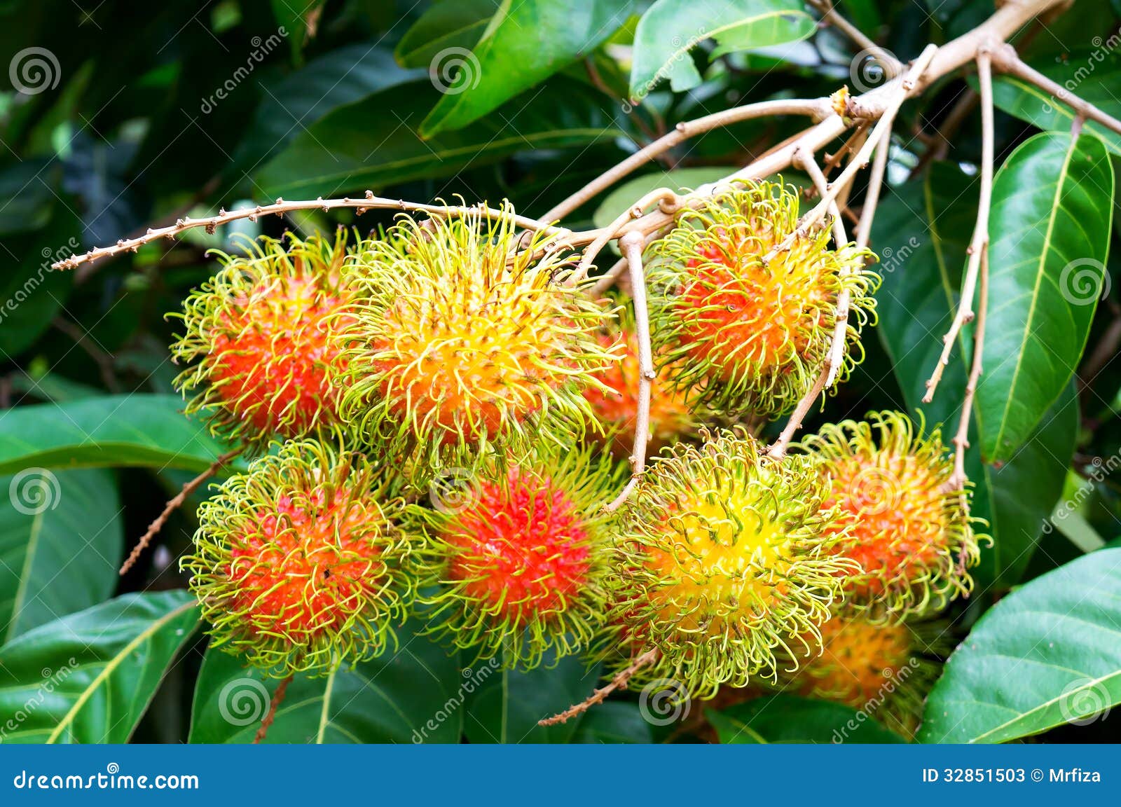 Fresh rambutan stock image. Image of freshness, asian - 32851503