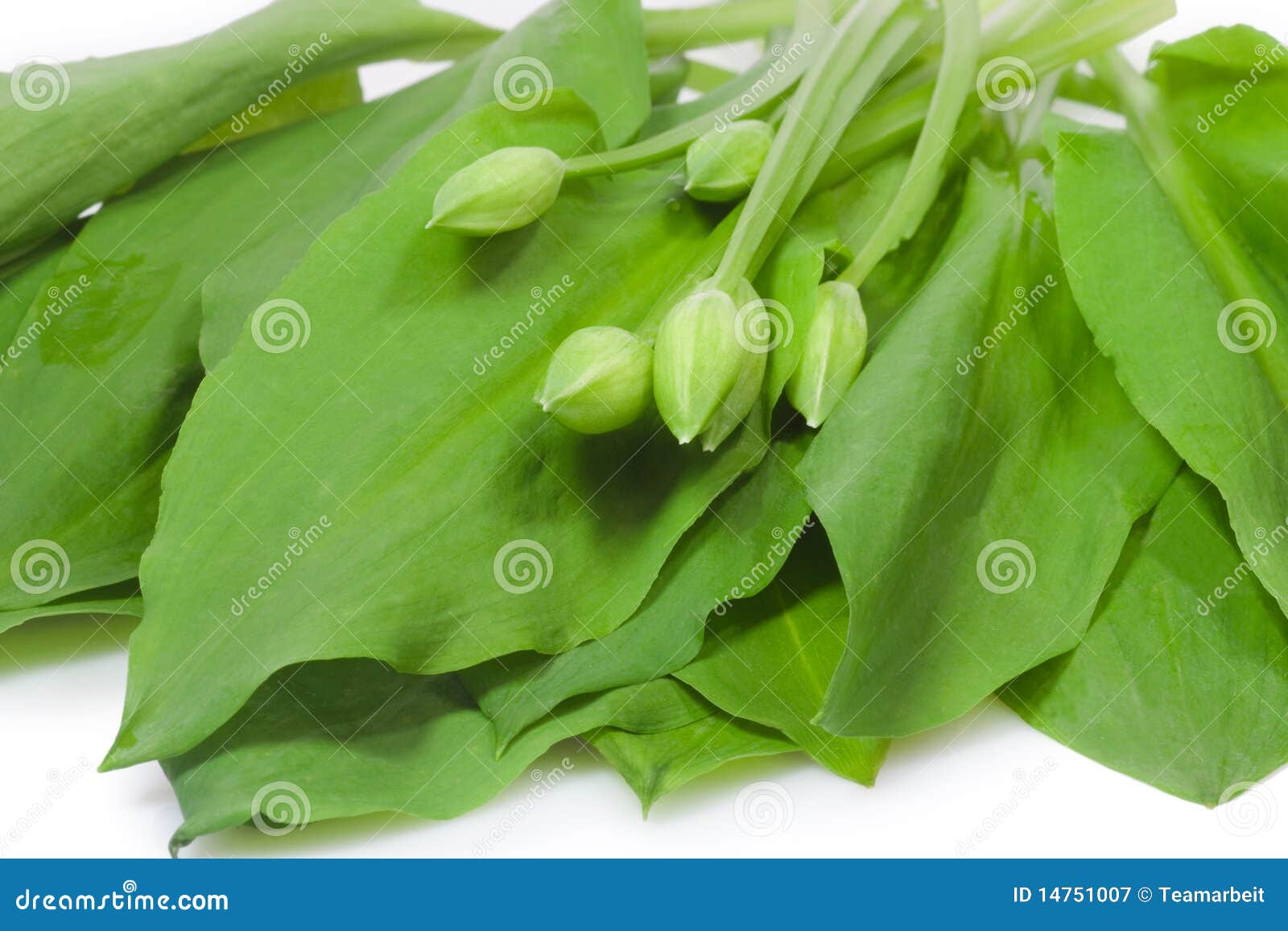 Fresh ramsons stock image. Image of forest, crop, ramsons - 14751007