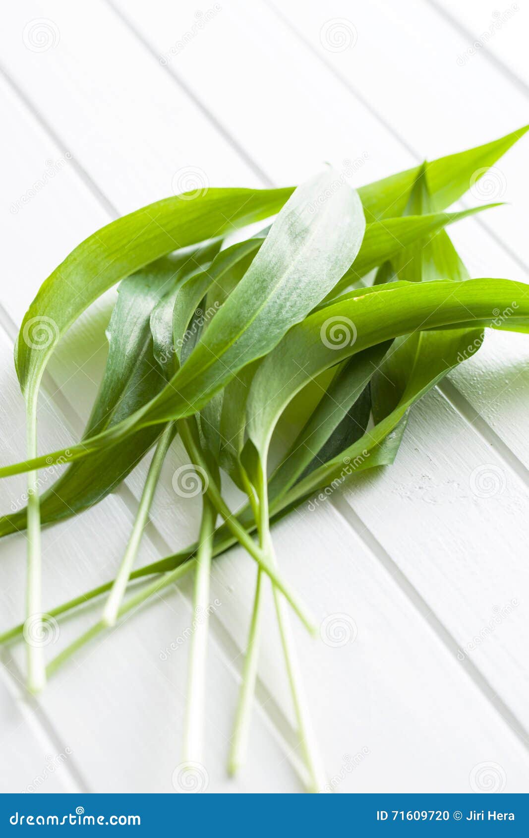 Fresh ramsons leaves. stock photo. Image of kitchen, aromatic - 71609720
