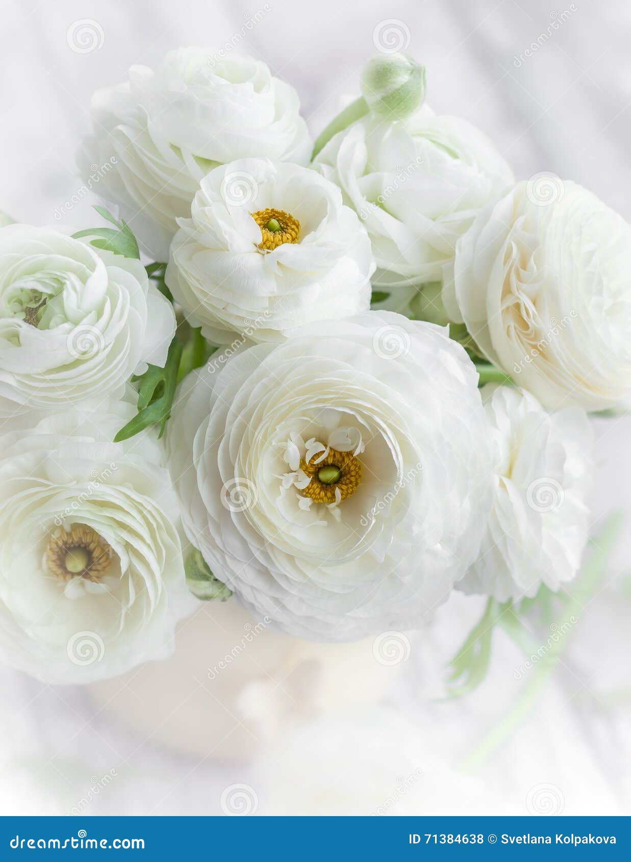Fresh ranunculus stock photo. Image of flower, closeup - 71384638