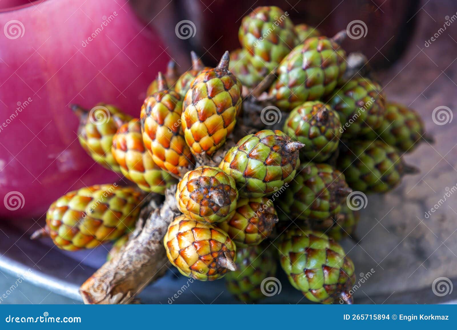 Fresh Raphia Hookeri or Jupati Fruit Stock Photo - Image of raphia ...