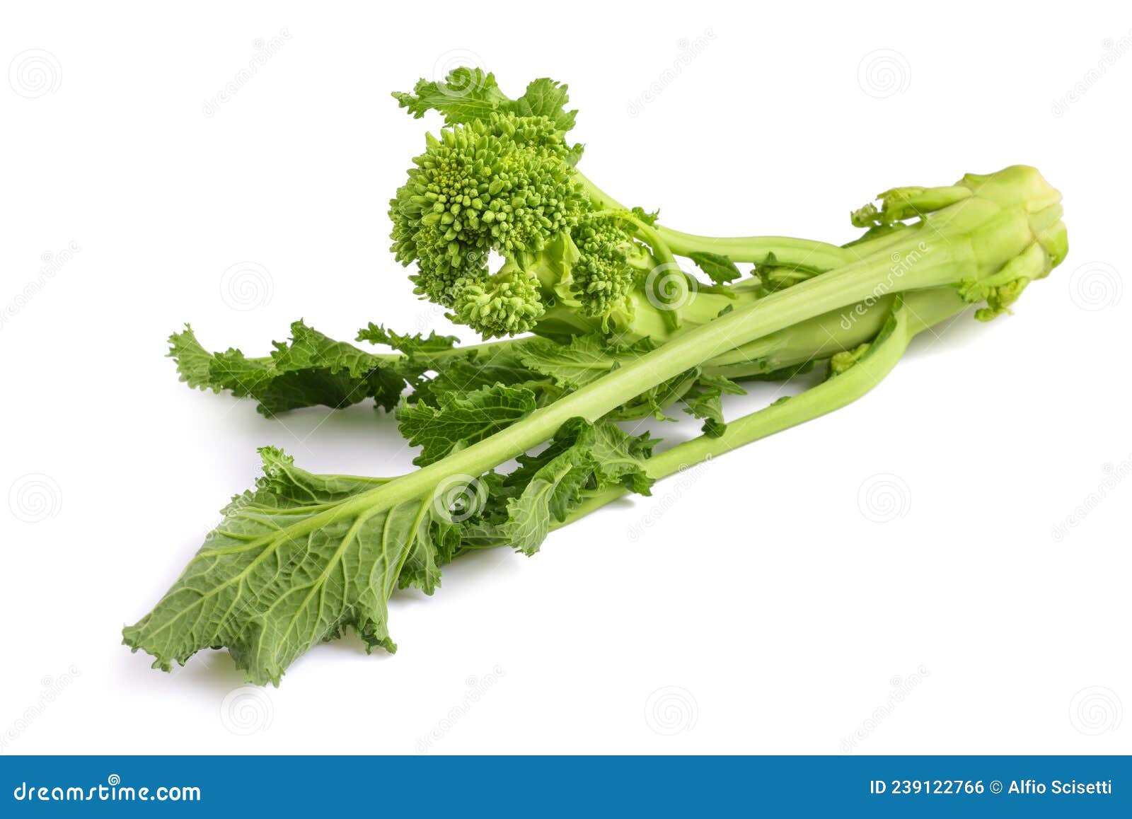 Fresh rapini stock photo. Image of italy, fresh, ingredient - 239122766