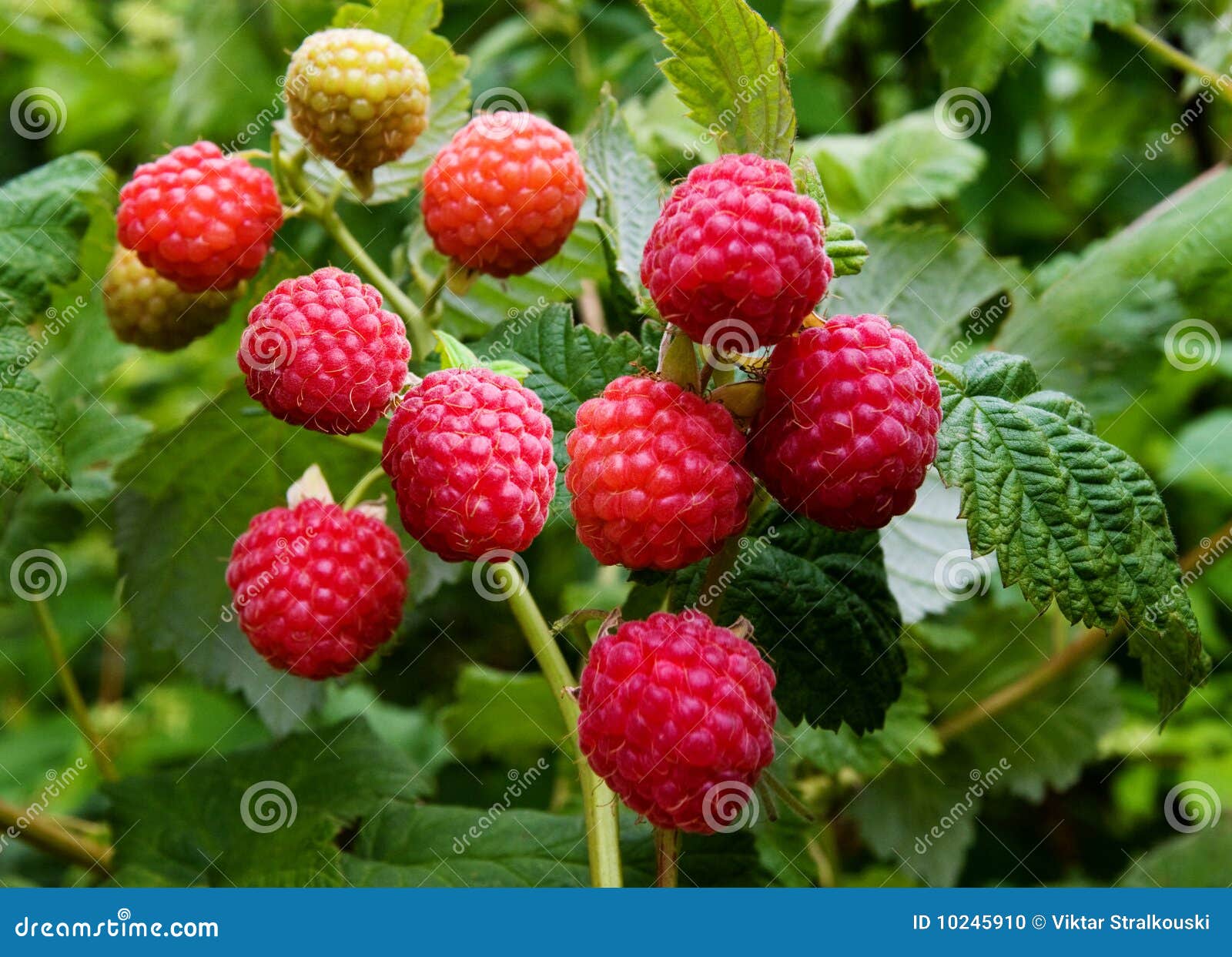 Fresh raspberries stock photo. Image of crop, dessert - 10245910