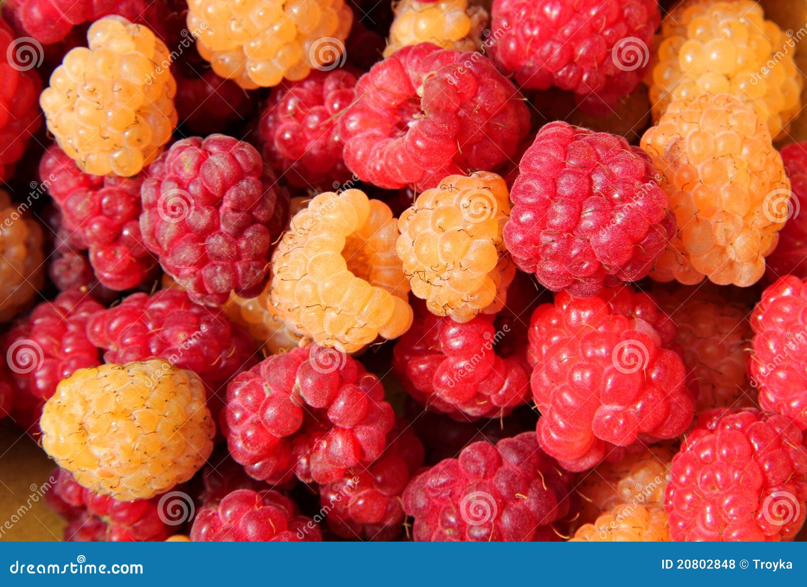 Fresh Raspberries Background. Stock Photo - Image of fresh, abundant ...