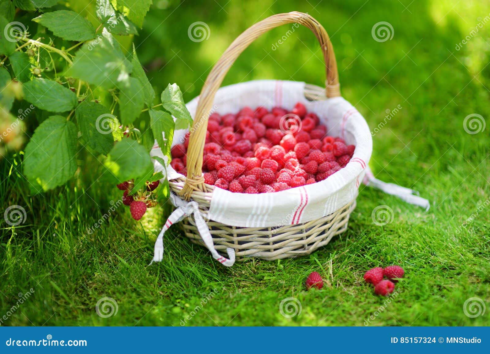 Fresh Raspberries in the Cute Basket Under Raspberry Bush Stock Photo ...