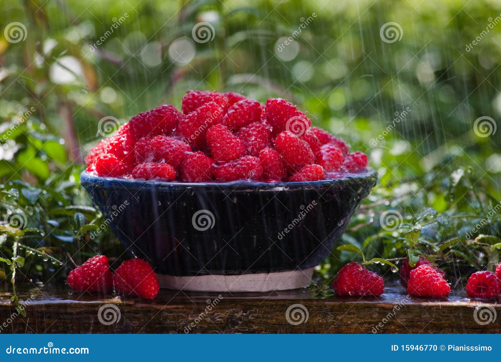 Fresh Raspberries in the Rain Stock Photo - Image of spring, eating ...