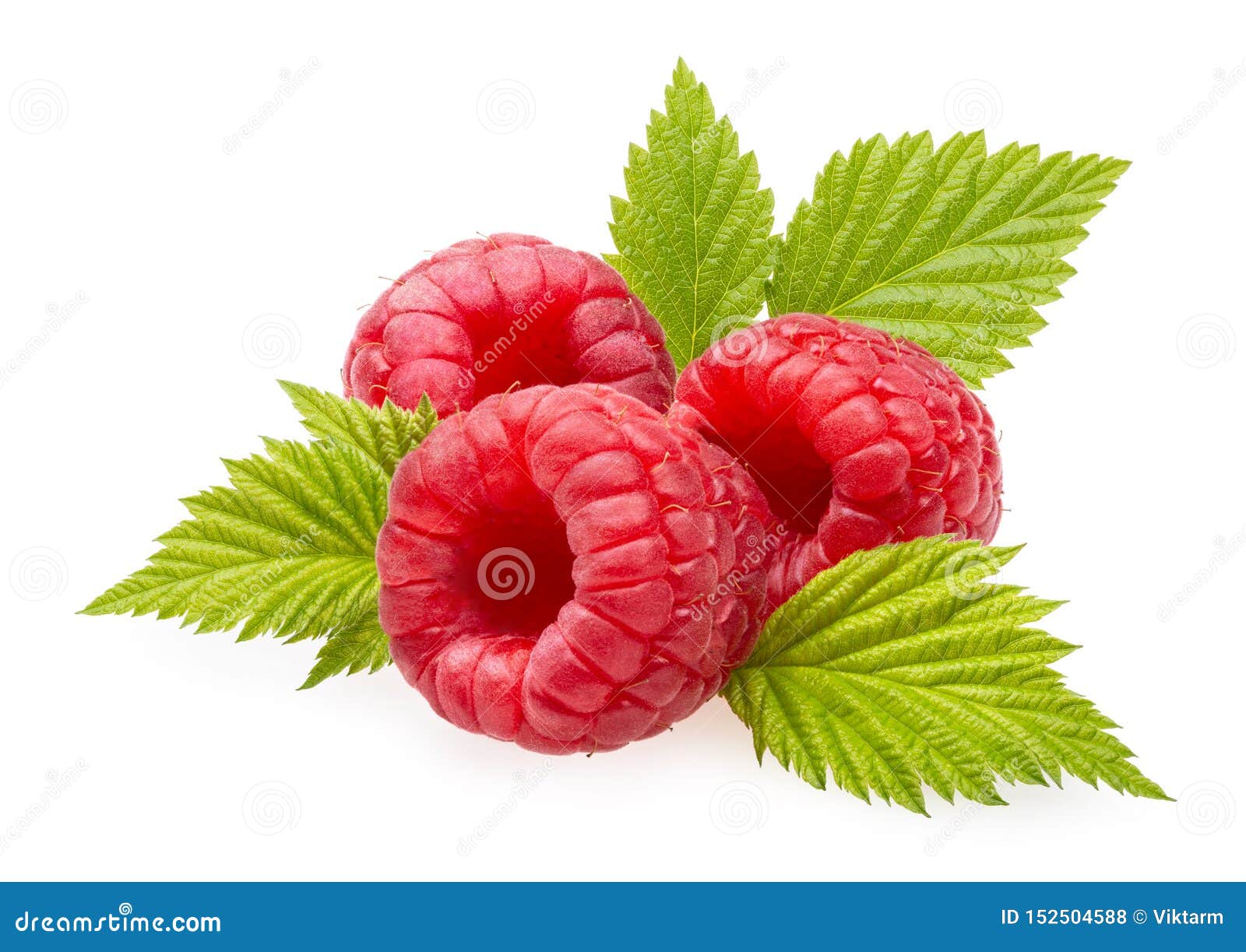 Fresh raspberries stock photo. Image of fresh, raspberry - 152504588