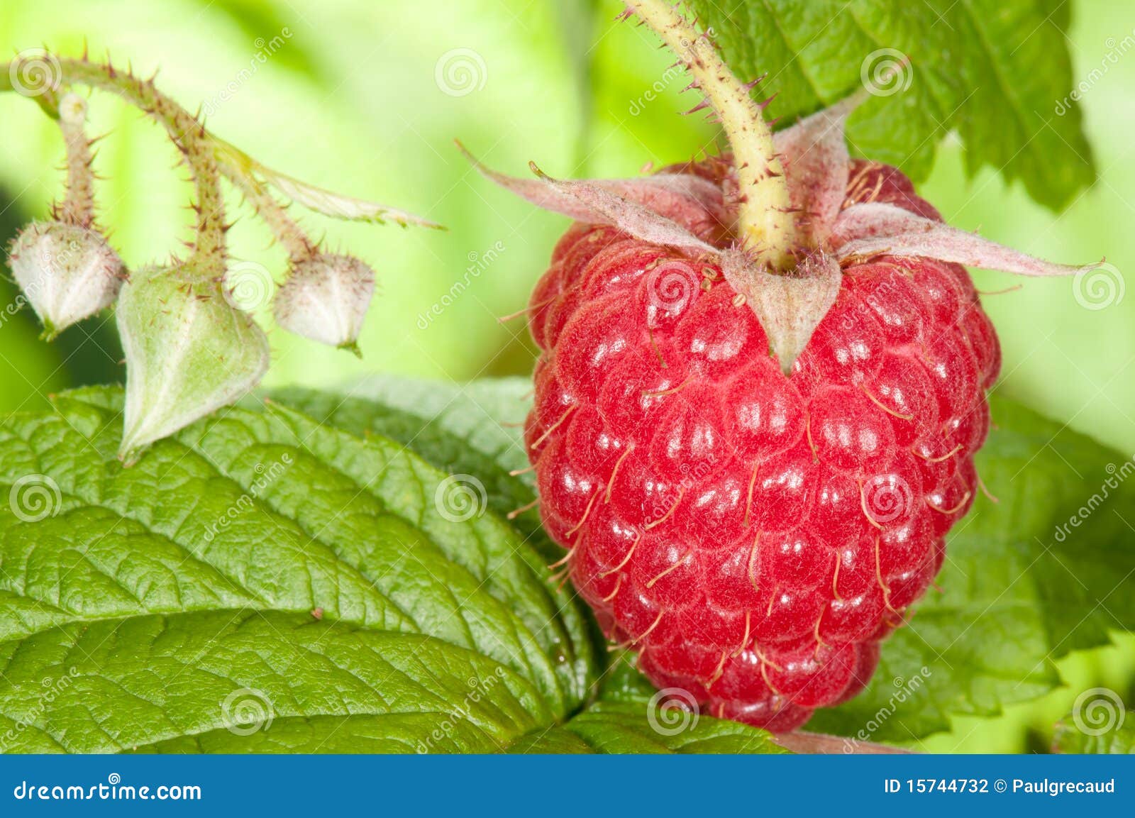 Fresh raspberry stock photo. Image of fruit, diet, juicy - 15744732