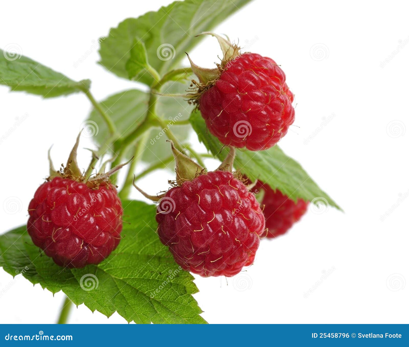 Fresh Raspberry stock photo. Image of food, nature, gargen - 25458796