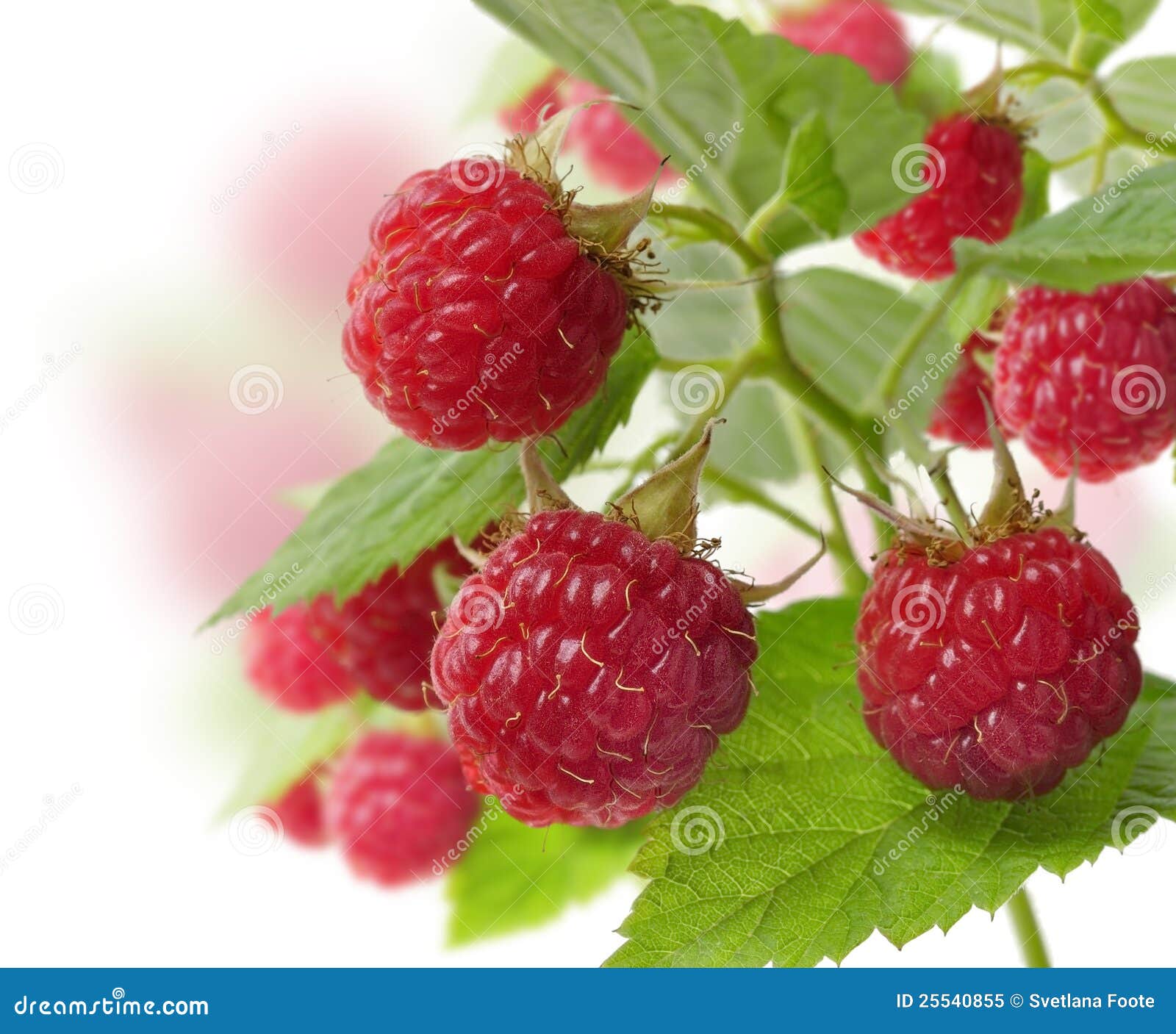 Fresh Raspberry stock image. Image of berry, food, background - 25540855