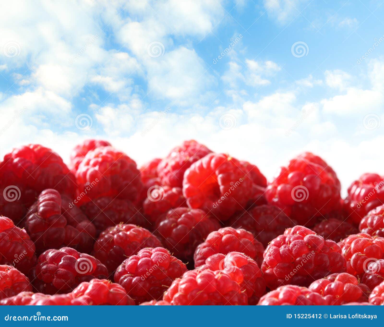 Fresh Raspberry Against Sky Stock Photo - Image of organic, fruit: 15225412
