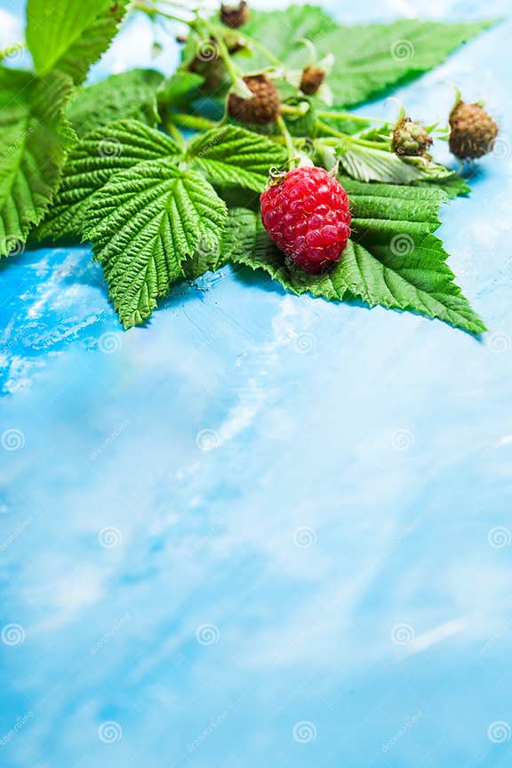 Fresh Raspberry Border with Leaves on Art Background Stock Photo ...