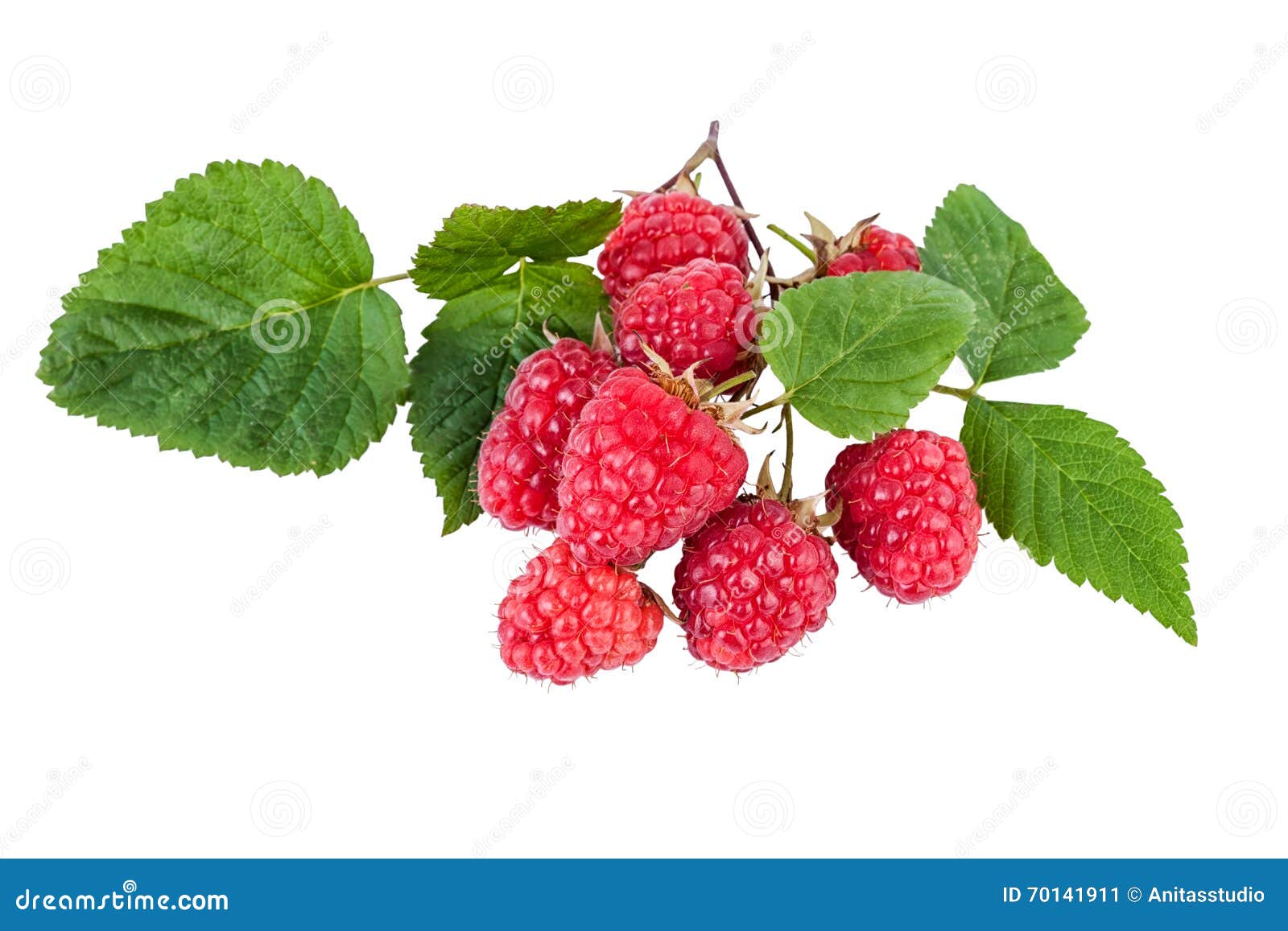 Fresh Raspberry Branch with Ripe Berries Isolated on White Stock Image ...