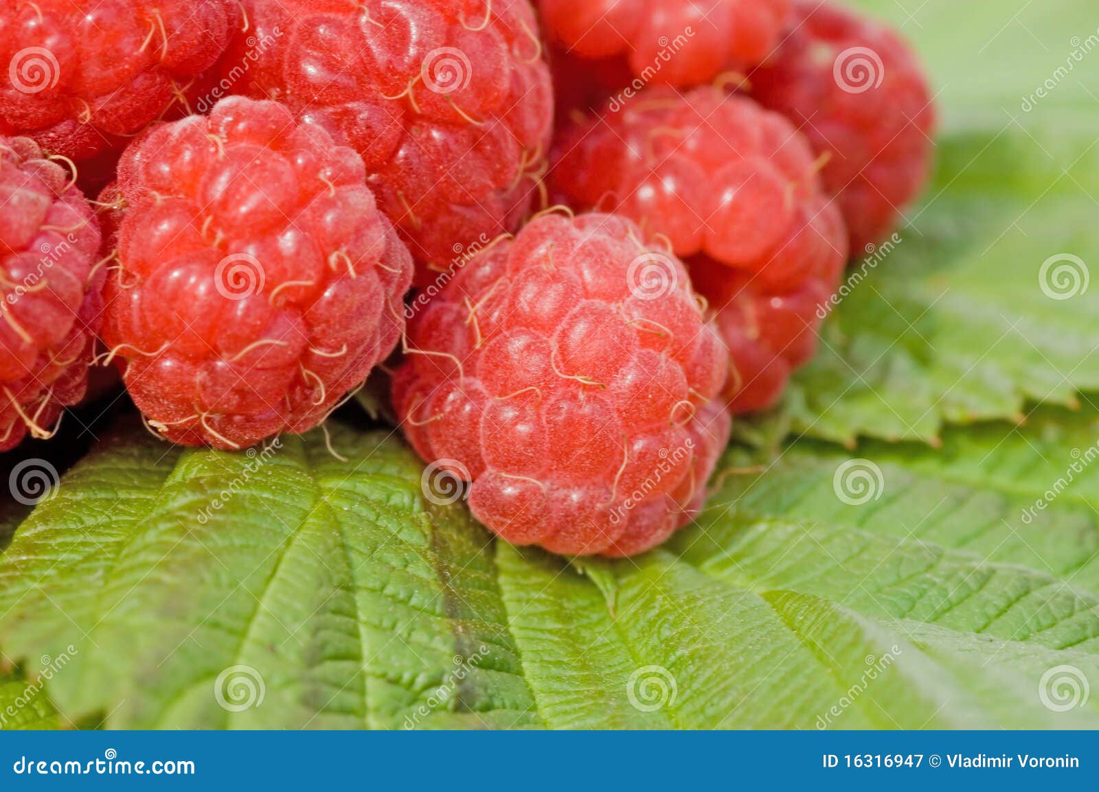 Raspberry Close Up Macro On A Wood Background. Nature Background. Fresh ...