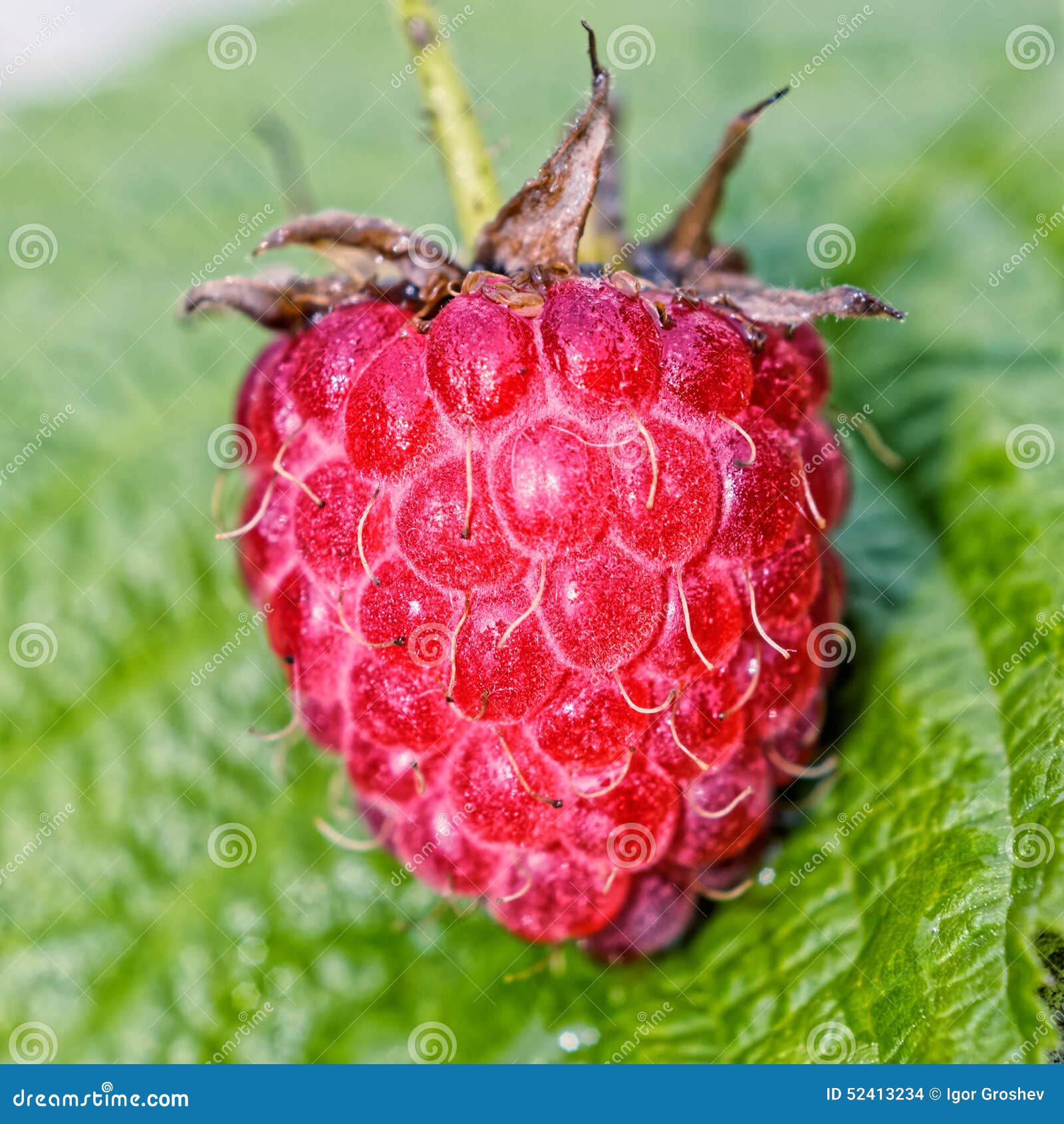 Fresh raspberry stock photo. Image of green, close, fruit - 52413234