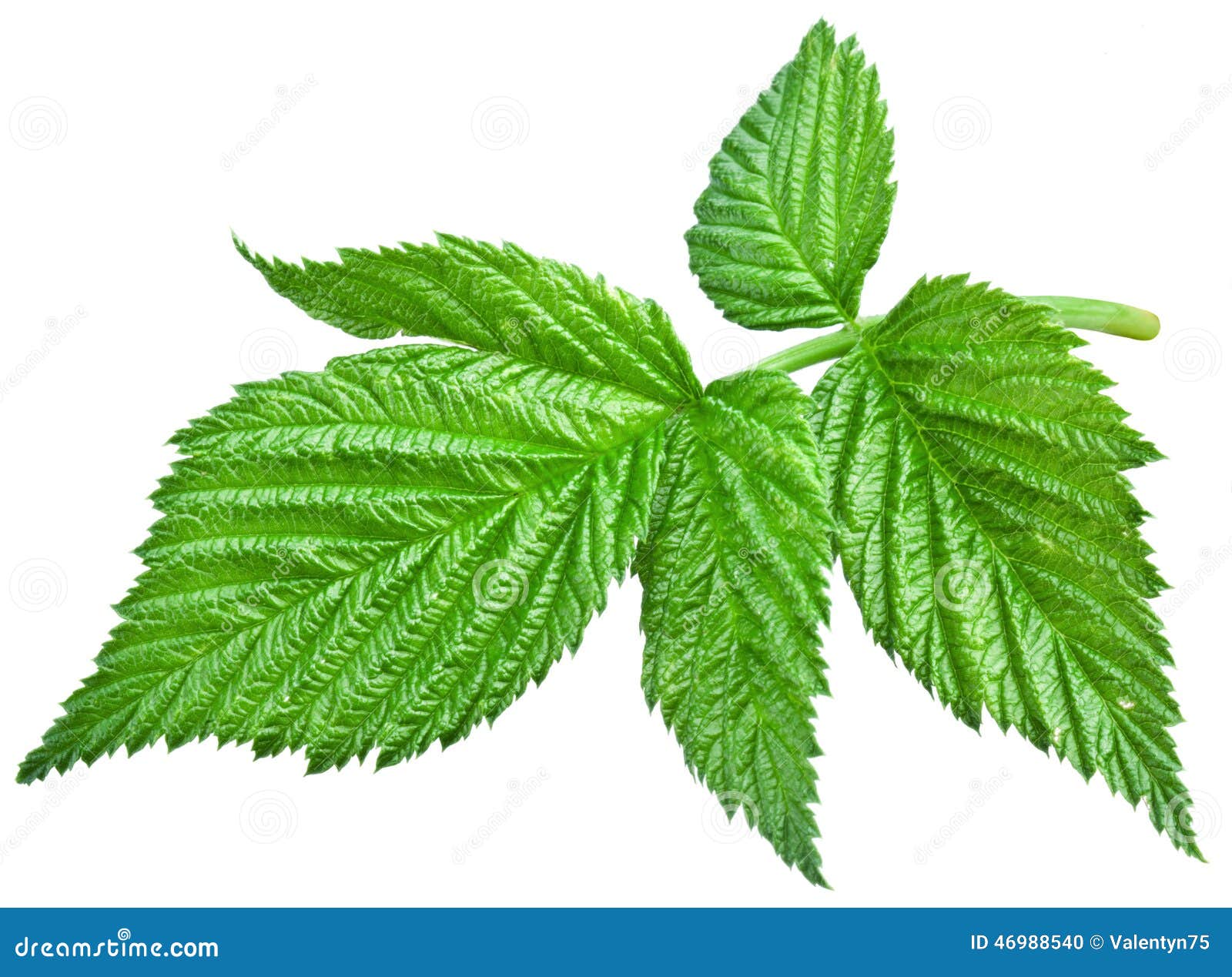 Dry Raspberry Leaves Stock Image | CartoonDealer.com #39966619