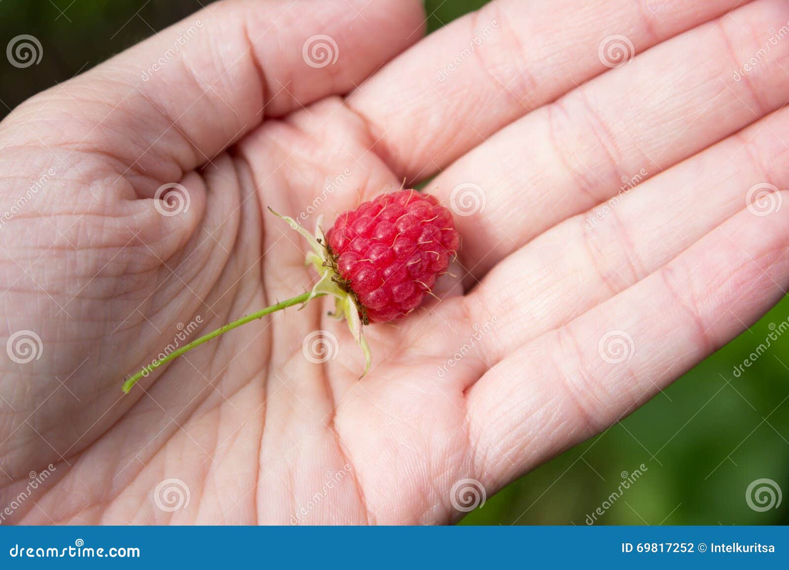 Fresh Raspberry on Woman Hand Stock Photo - Image of diet, concept ...