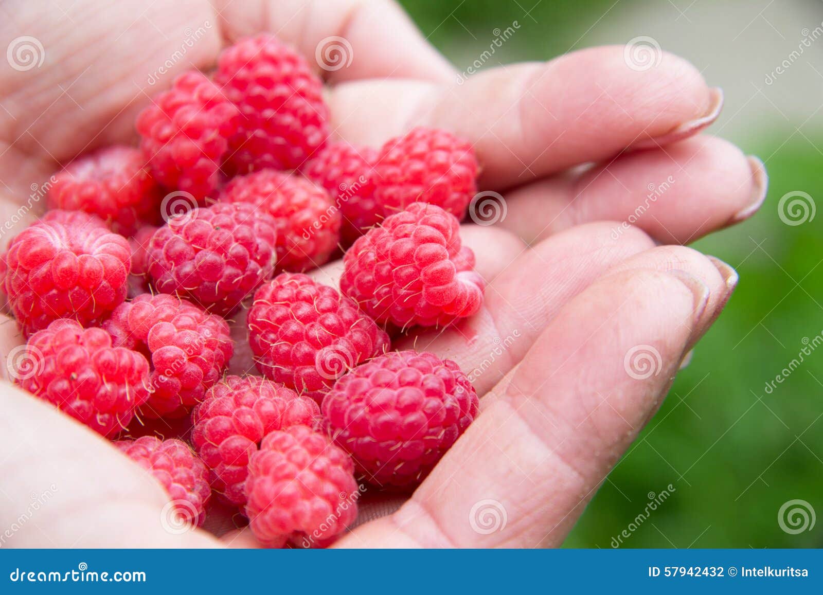 Fresh Raspberry in Woman Hands Stock Photo - Image of hold, breakfast ...