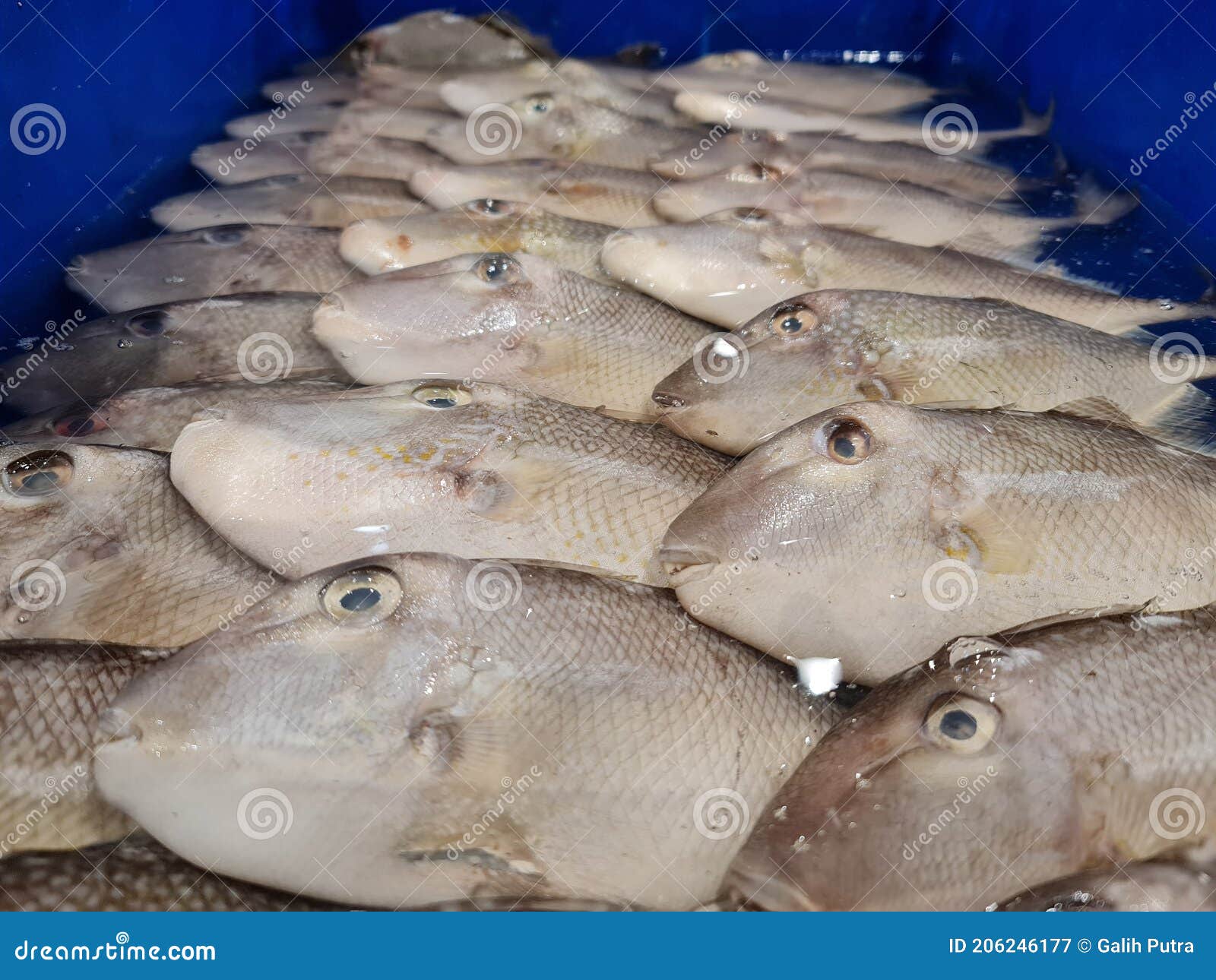Fresh Raw Abalistes Stellaris Starry Trigger Fish in the Blue Container ...