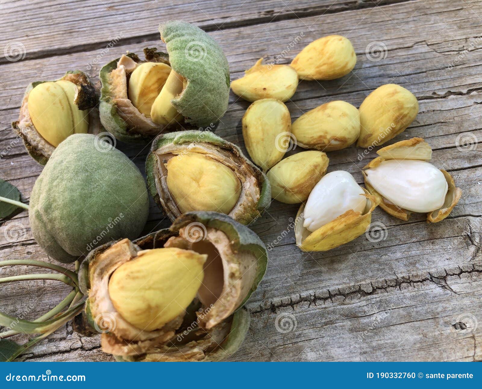 Fresh Raw Almonds Just Collected from the Tree Stock Photo - Image of ...