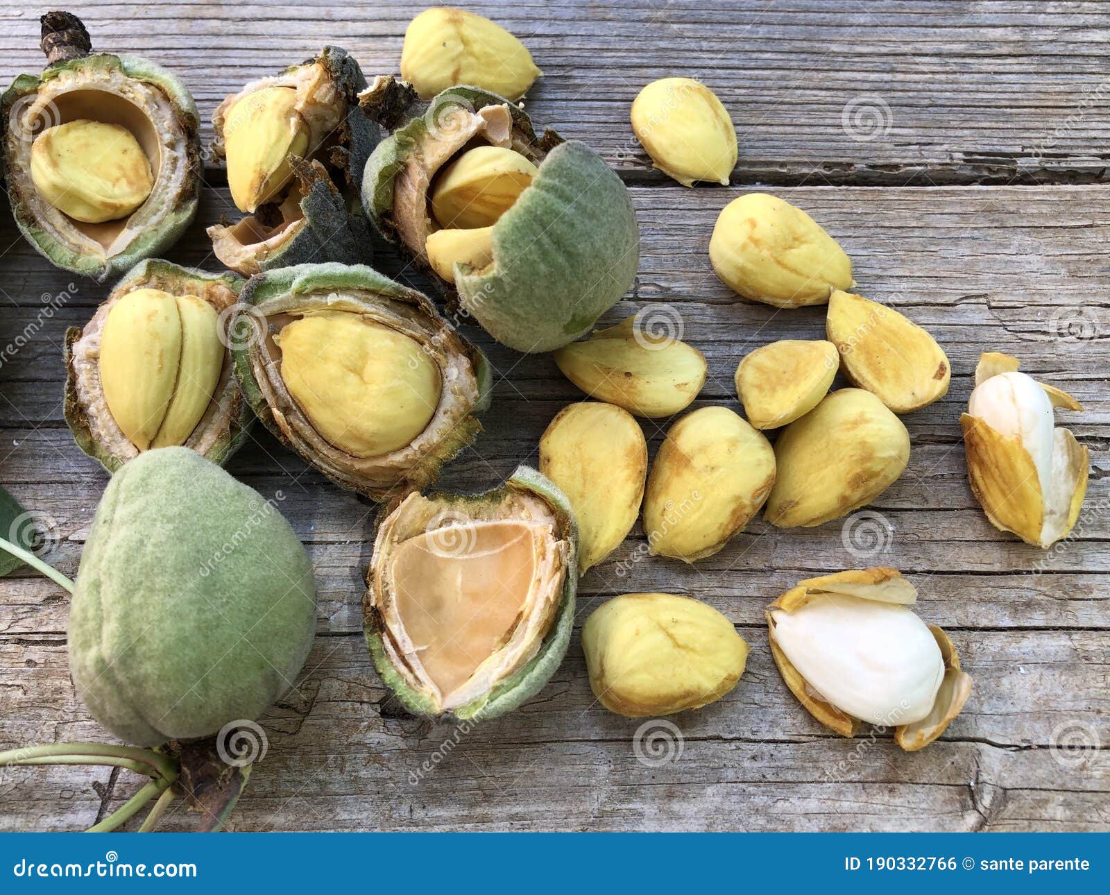 Fresh Raw Almonds Just Collected from the Tree Stock Photo - Image of ...