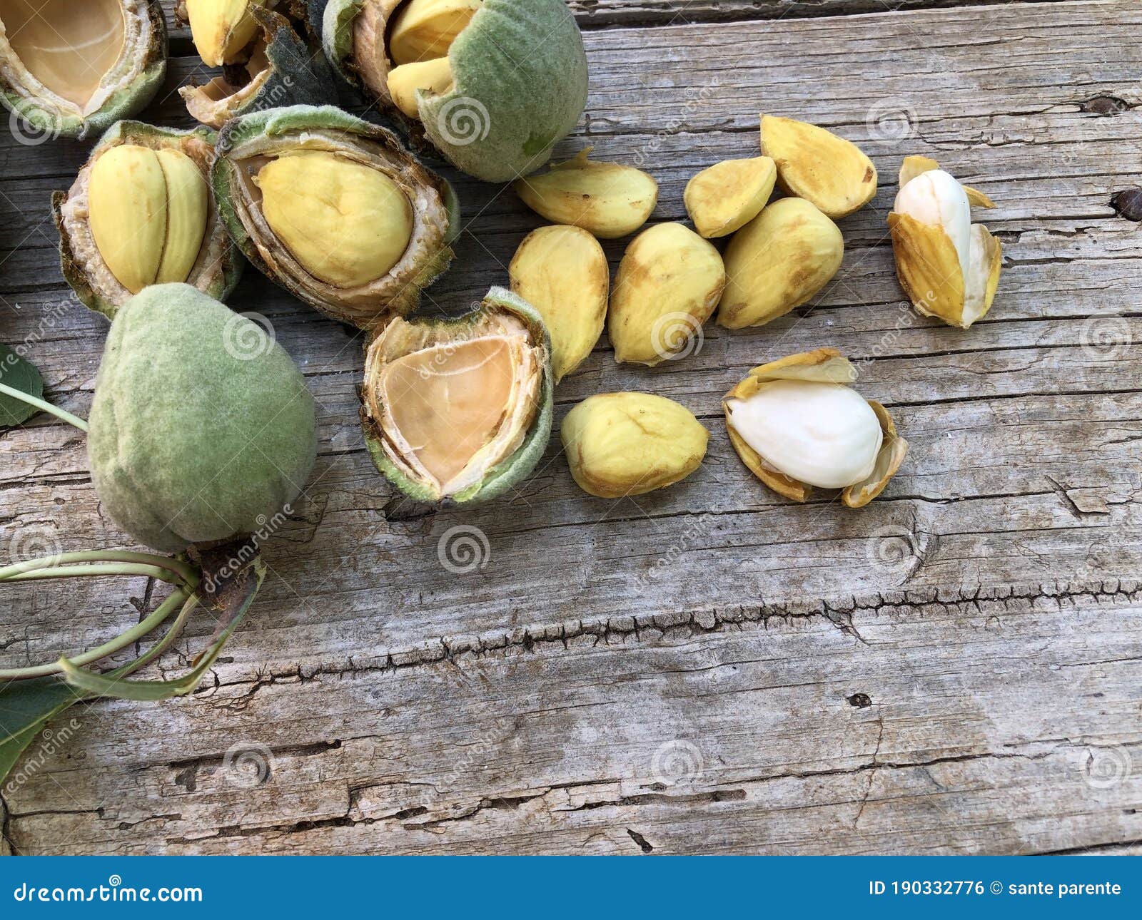 Fresh Raw Almonds Just Collected from the Tree Stock Photo - Image of ...