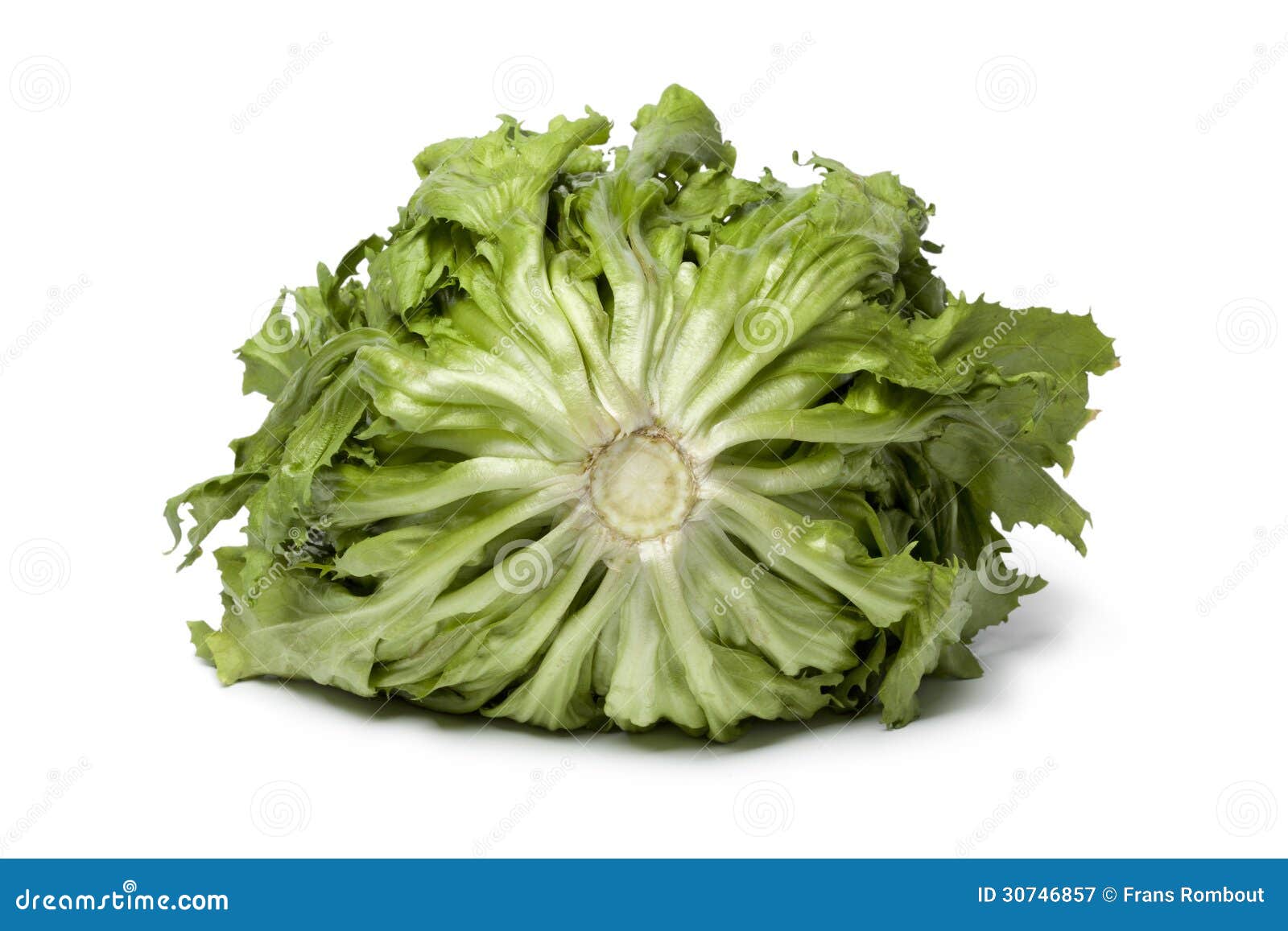 Fresh raw andive stock image. Image of leaf, endive, vegetable - 30746857