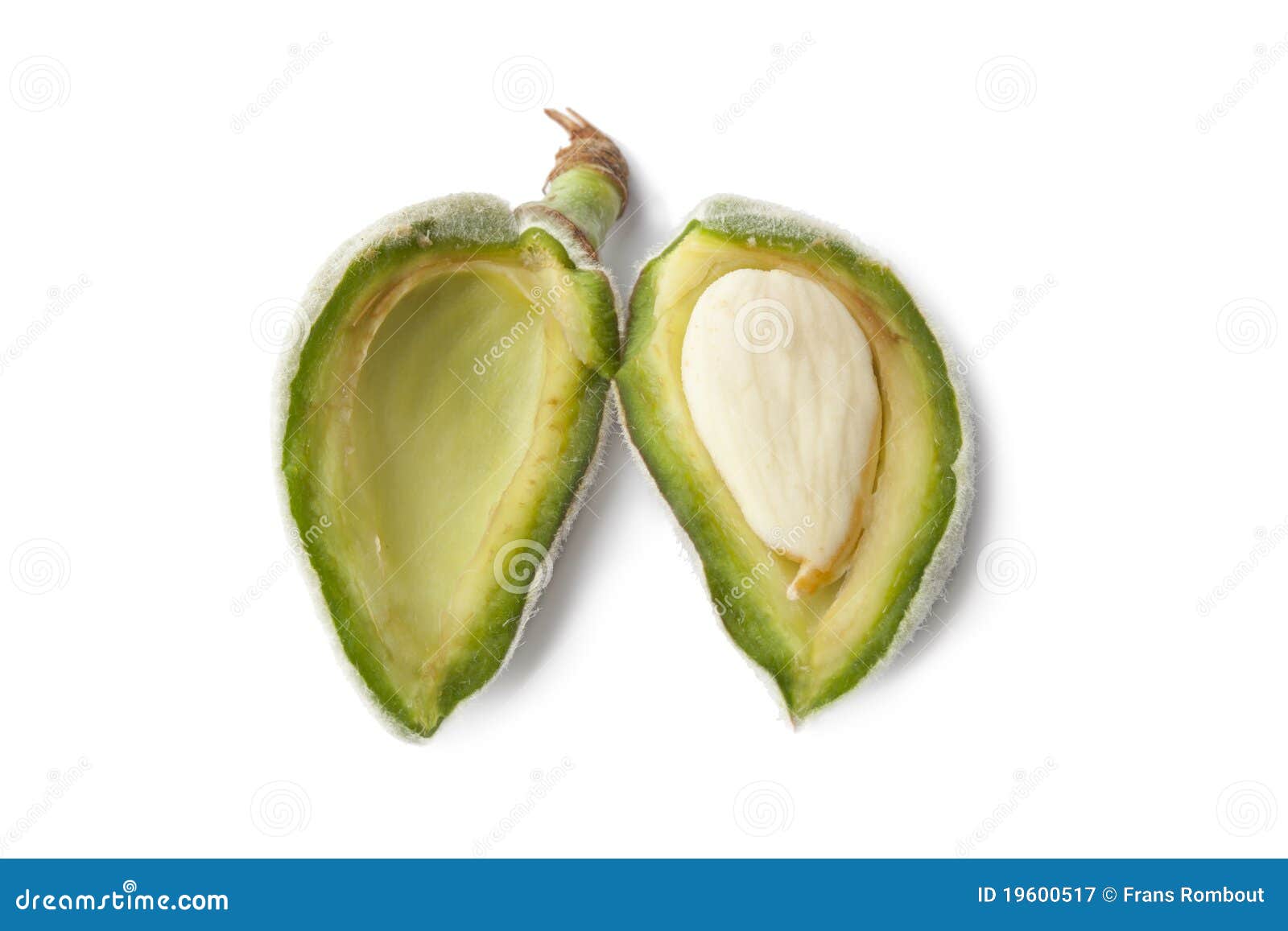 Fresh Raw Bitter Almond in the Pod Stock Image - Image of horizontal ...