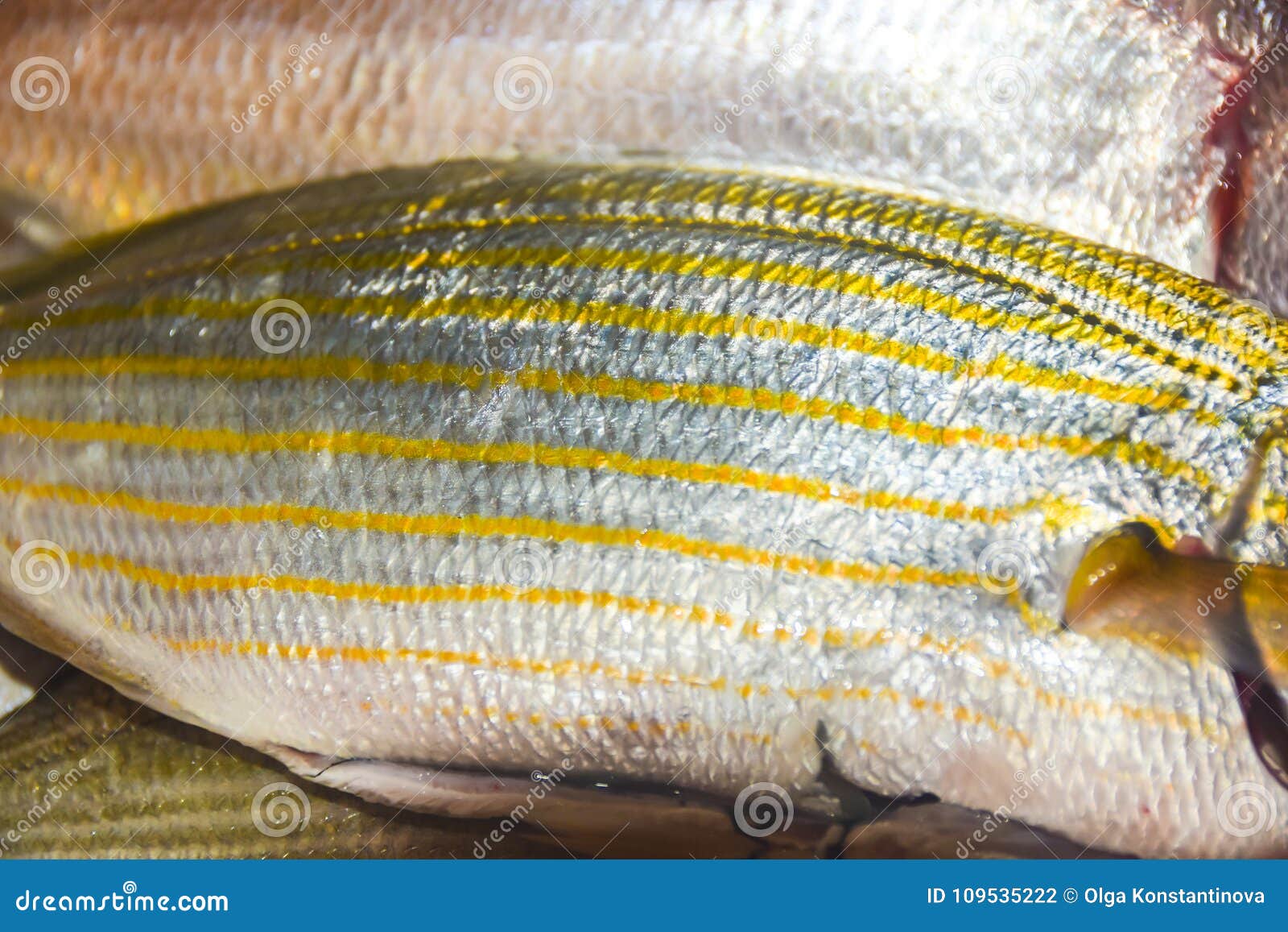 Fresh Raw Bright Fish with Scales in a Frying Pan Stock Photo - Image ...