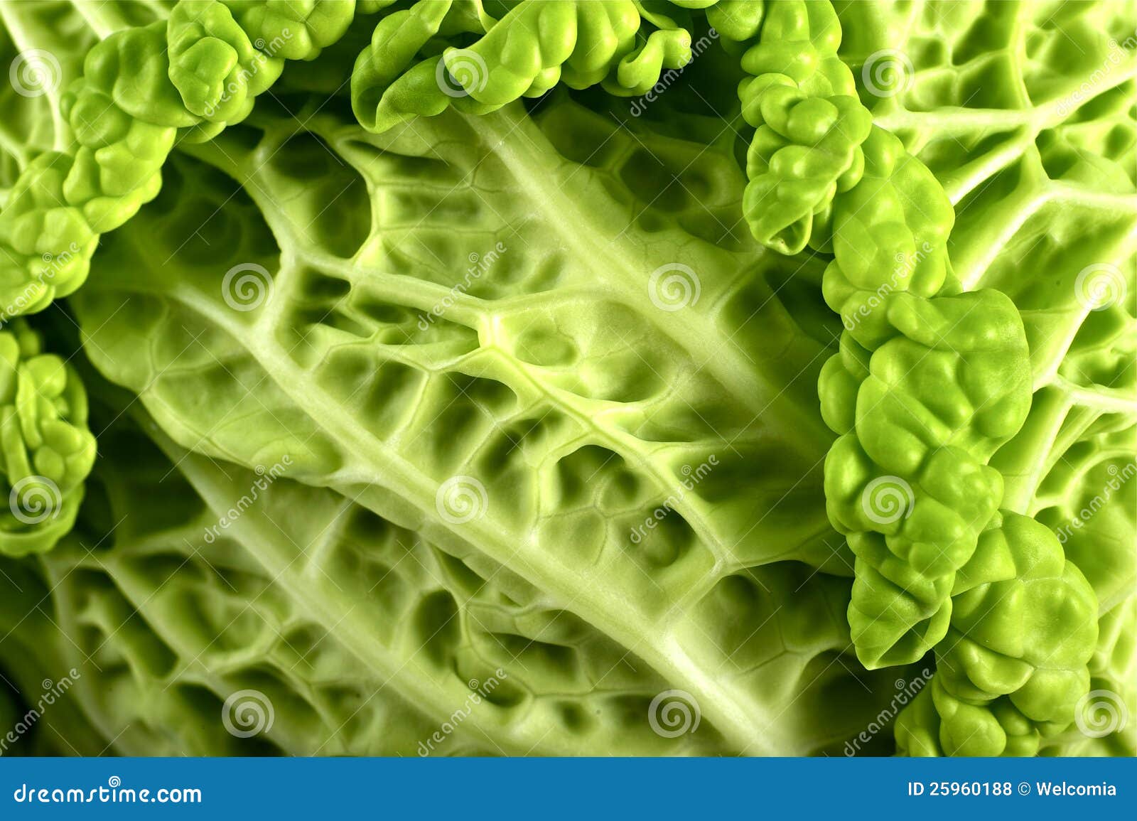 Fresh Raw Cabbage stock photo. Image of growing, healthy - 25960188