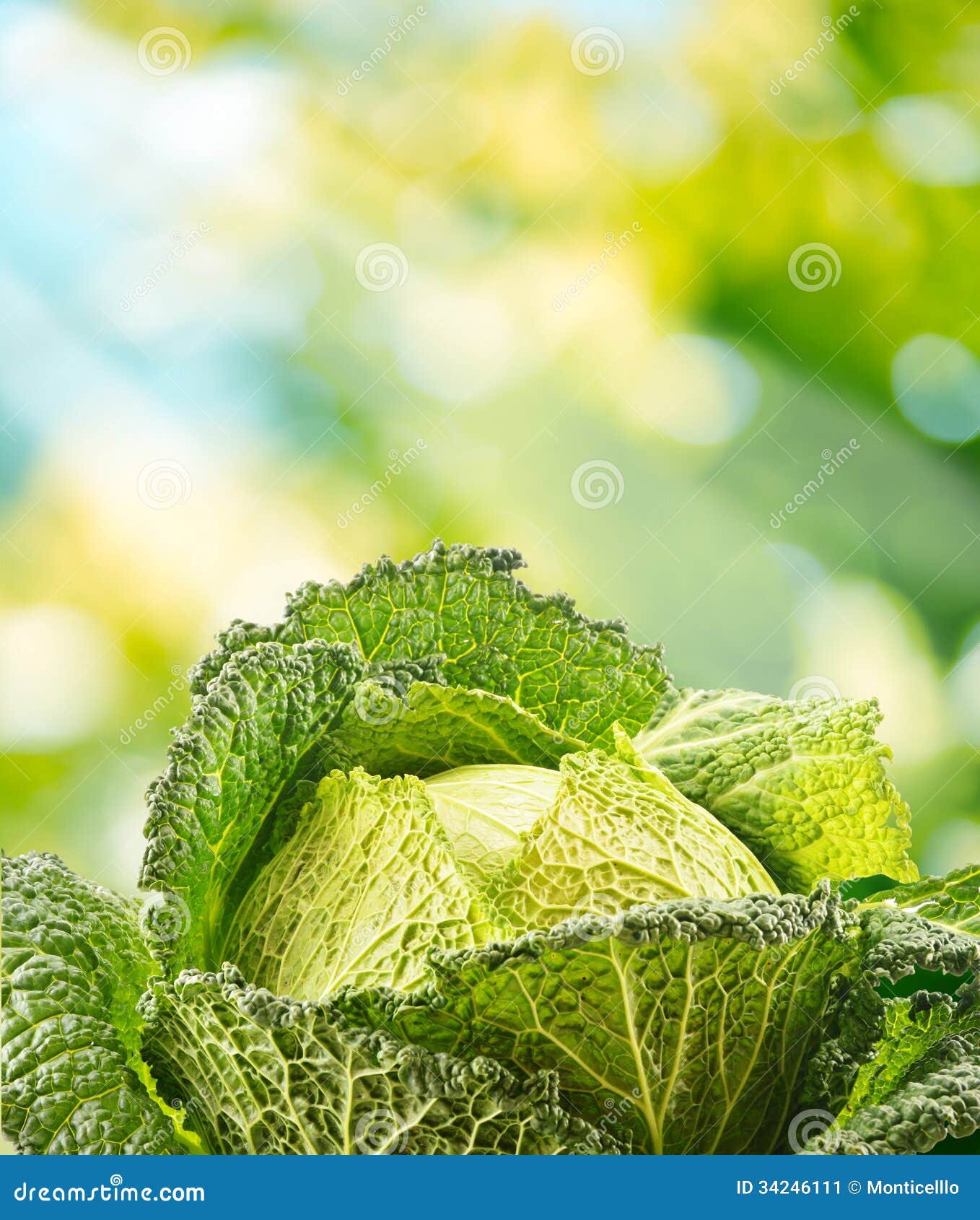 Fresh Raw Cabbage in the Garden Stock Image - Image of kitchen, diet ...