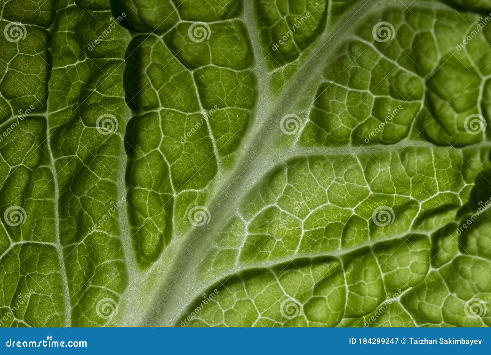 Fresh Raw Cabbage Leaf Texture Macro Background. Close Up Stock Image ...