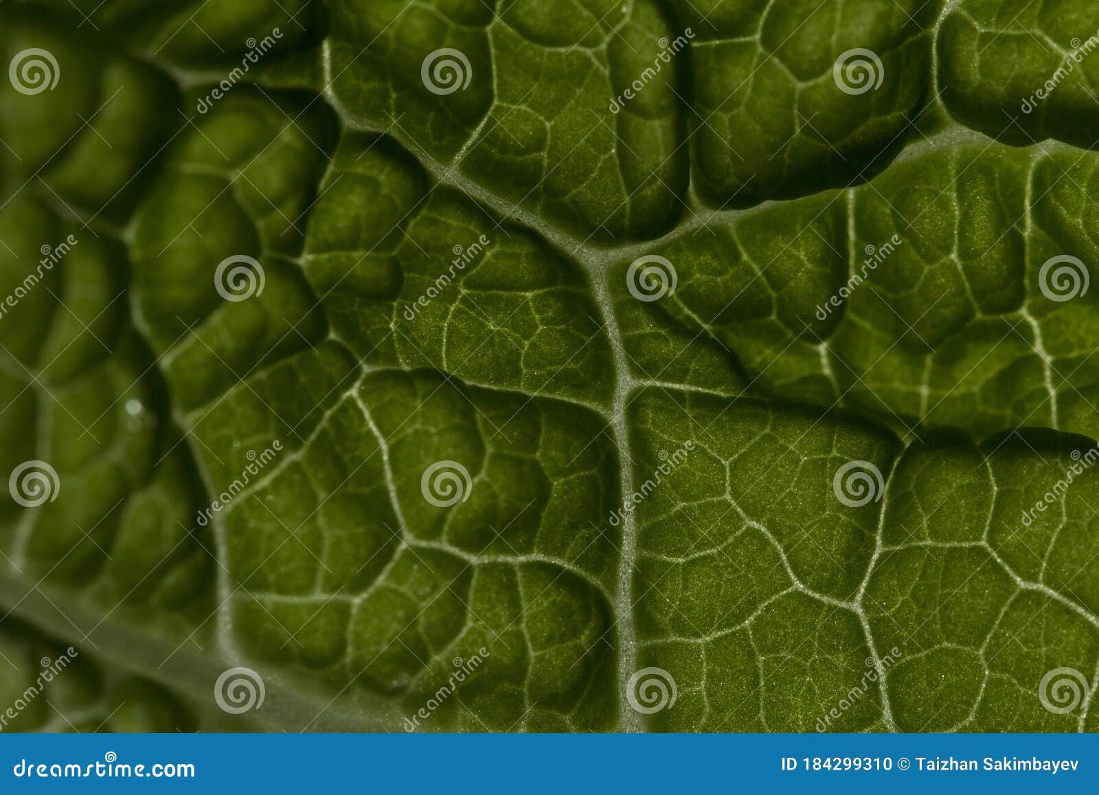 Fresh Raw Cabbage Leaf Texture Macro Background. Green Cabbage Leaf ...