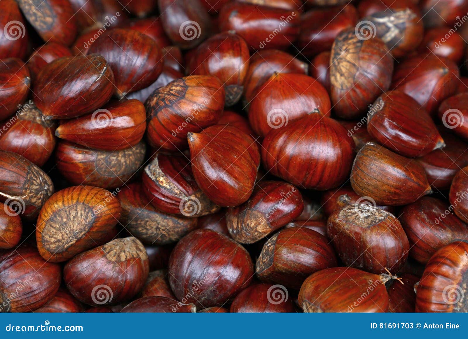 Fresh Raw Chestnuts Marrons Close Up Stock Image - Image of fruit ...