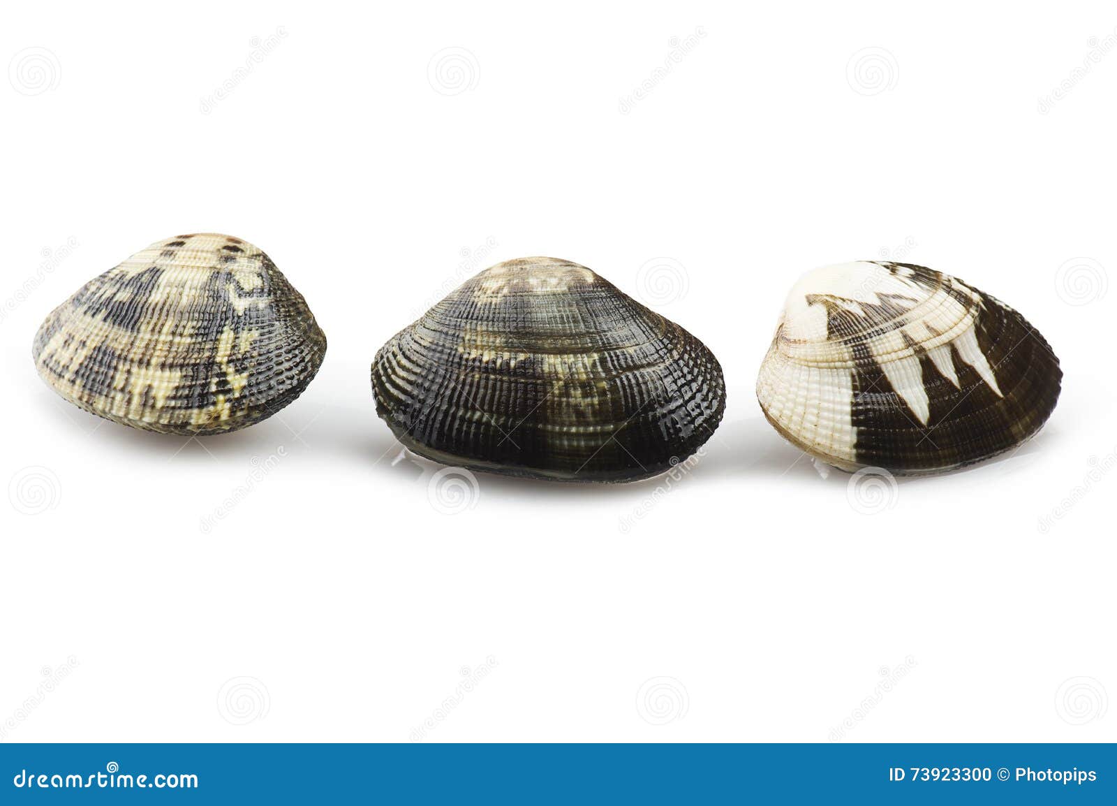Fresh raw stock photo. Image of close, quahog, shellfish - 73923300