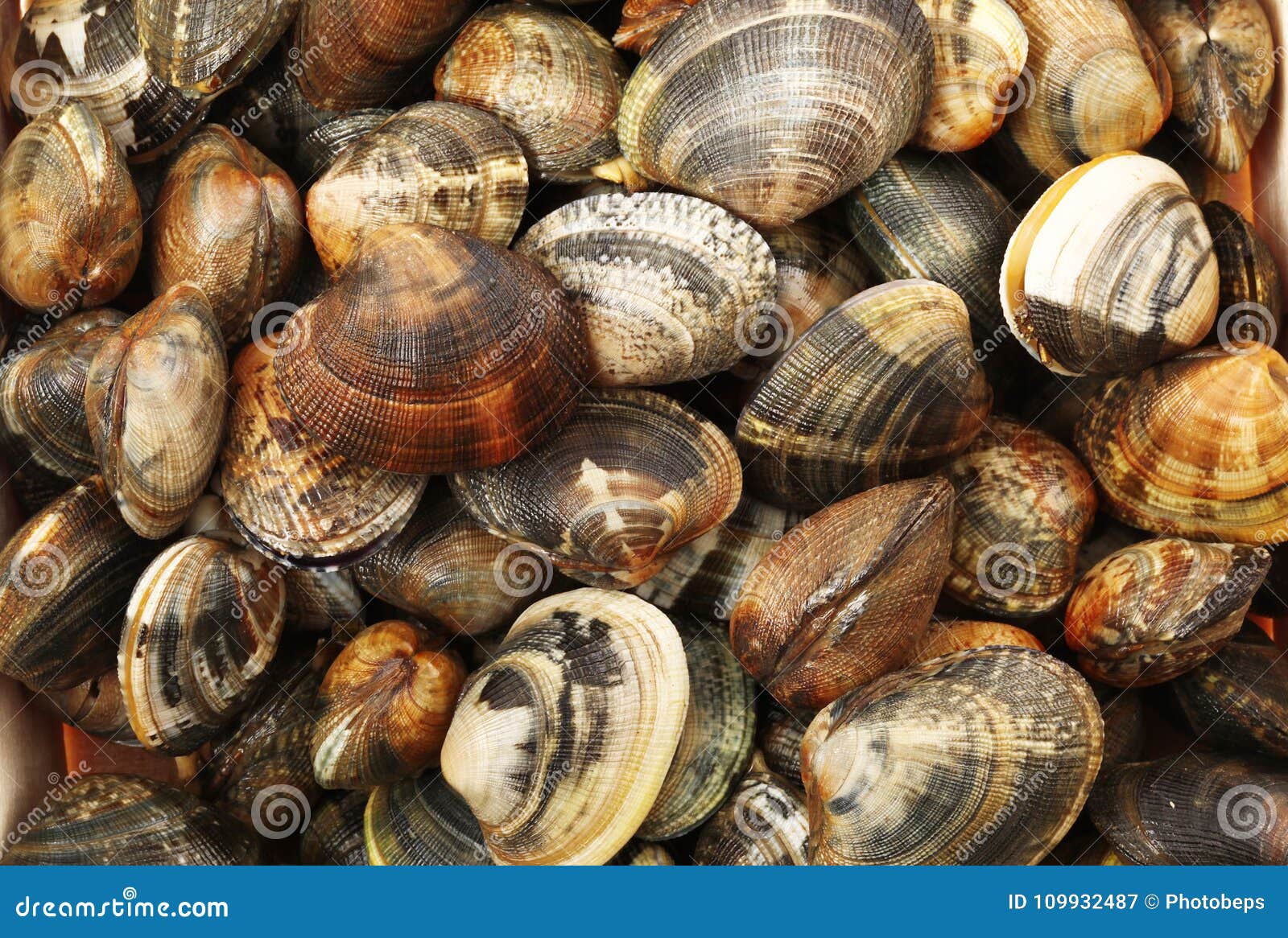 Fresh raw clams background stock image. Image of shell - 109932487