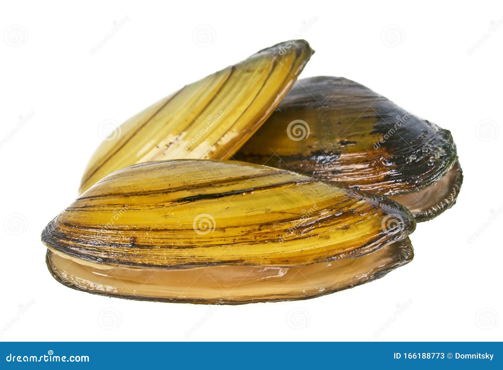 Fresh Raw Clams on White Background Stock Image - Image of black, cook ...