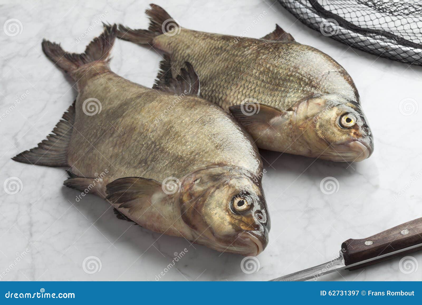 Fresh raw common breams stock image. Image of freshwater - 62731397
