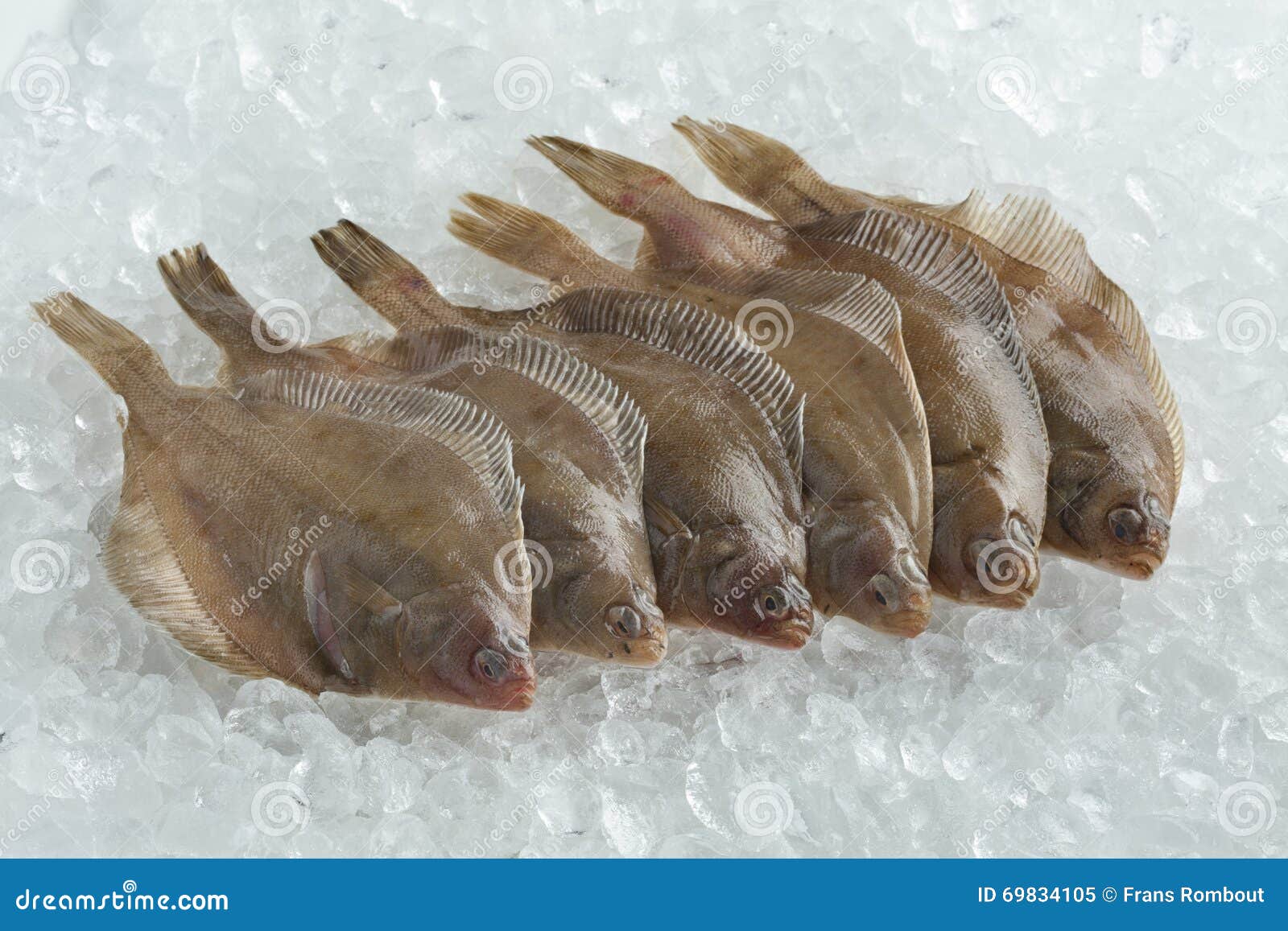 Fresh Raw Common Dab Fishes Stock Image - Image of limanda, fish: 69834105